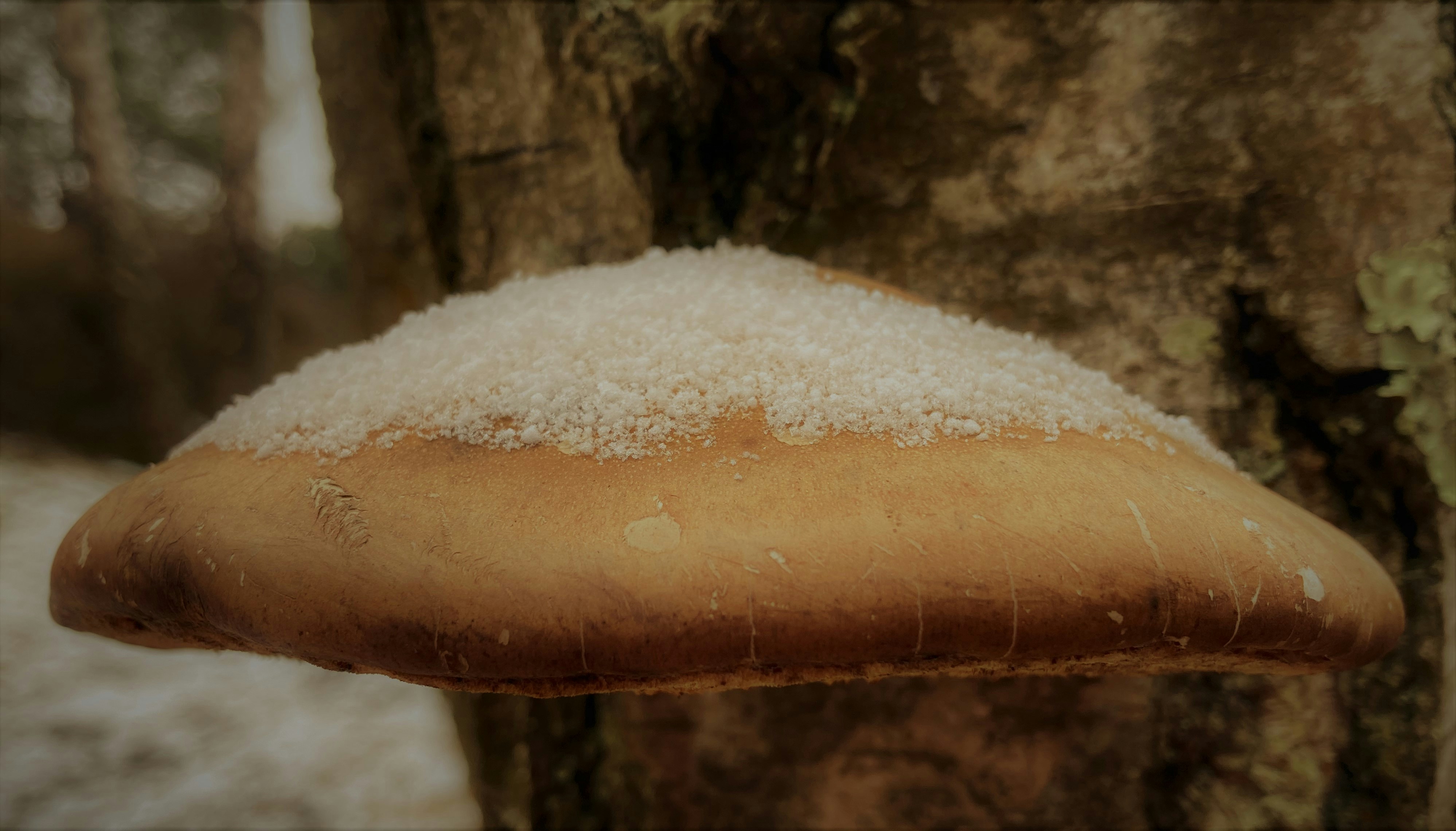 Snow-Dusted Shelf Fungus in a Quiet Winter Forest