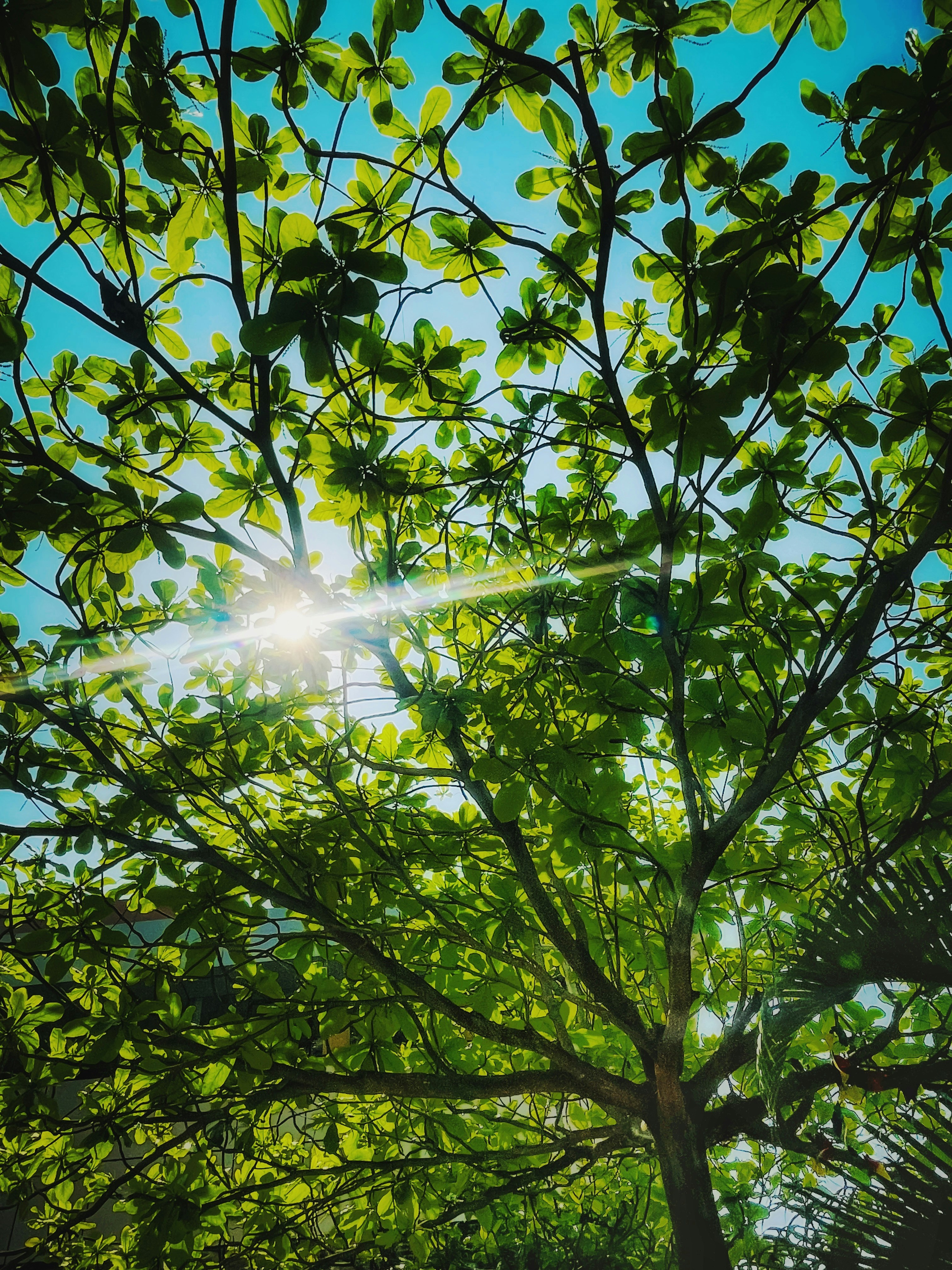 The sun shines through the leaves of a tree photo – Free Tree Image on ...