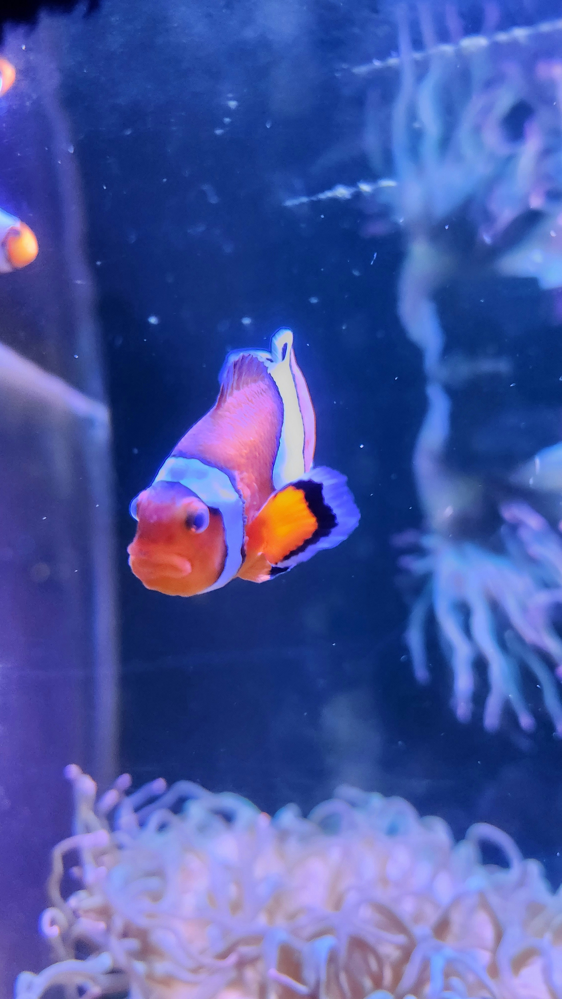 Clownfish with orange body and white bands swims against a blue aquarium backdrop. Soft coral in the foreground adds depth.
