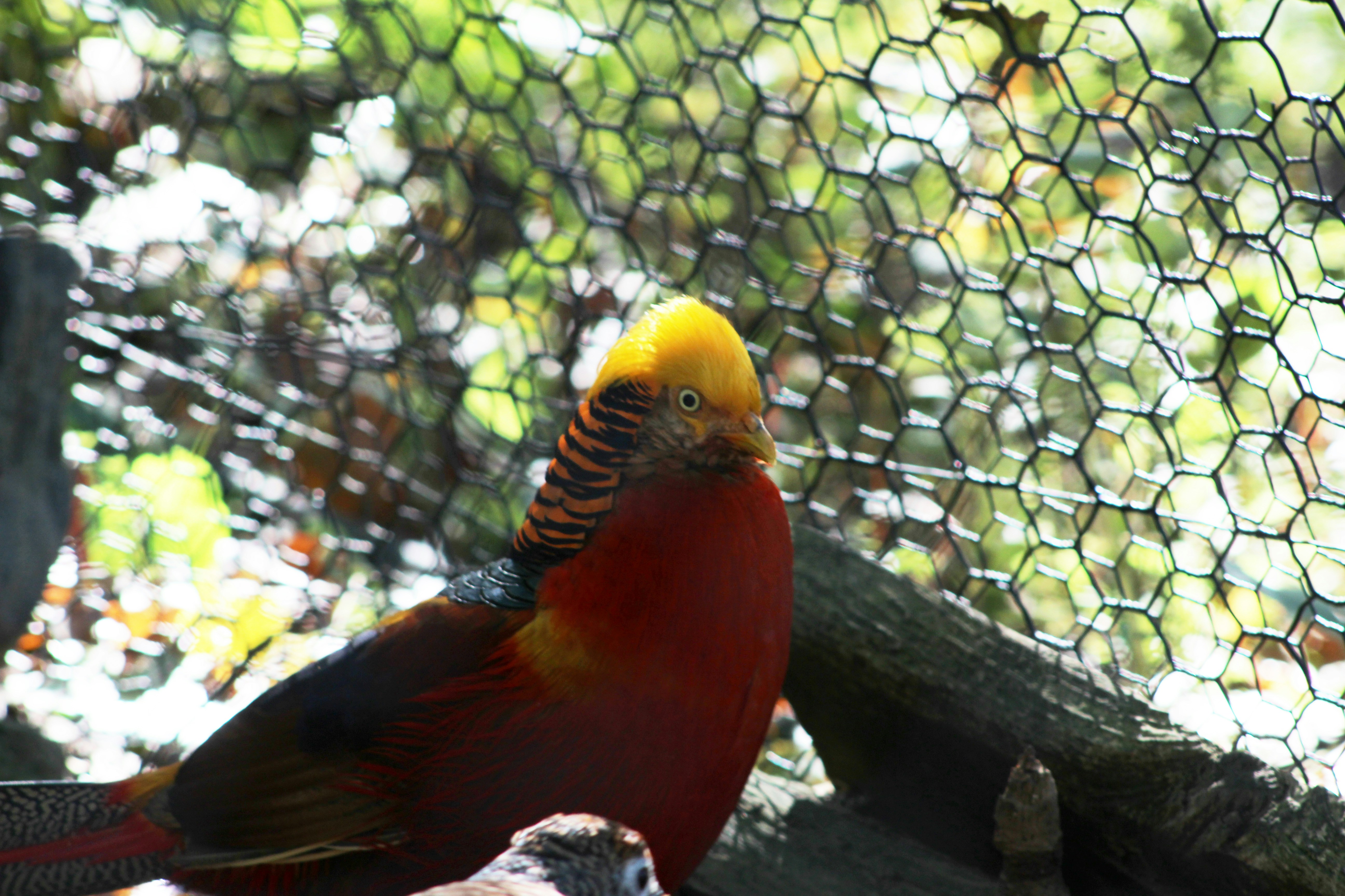 Colorful bird with striking yellow and red feathers perched on a branch against a backdrop of greenery and mesh fencing.