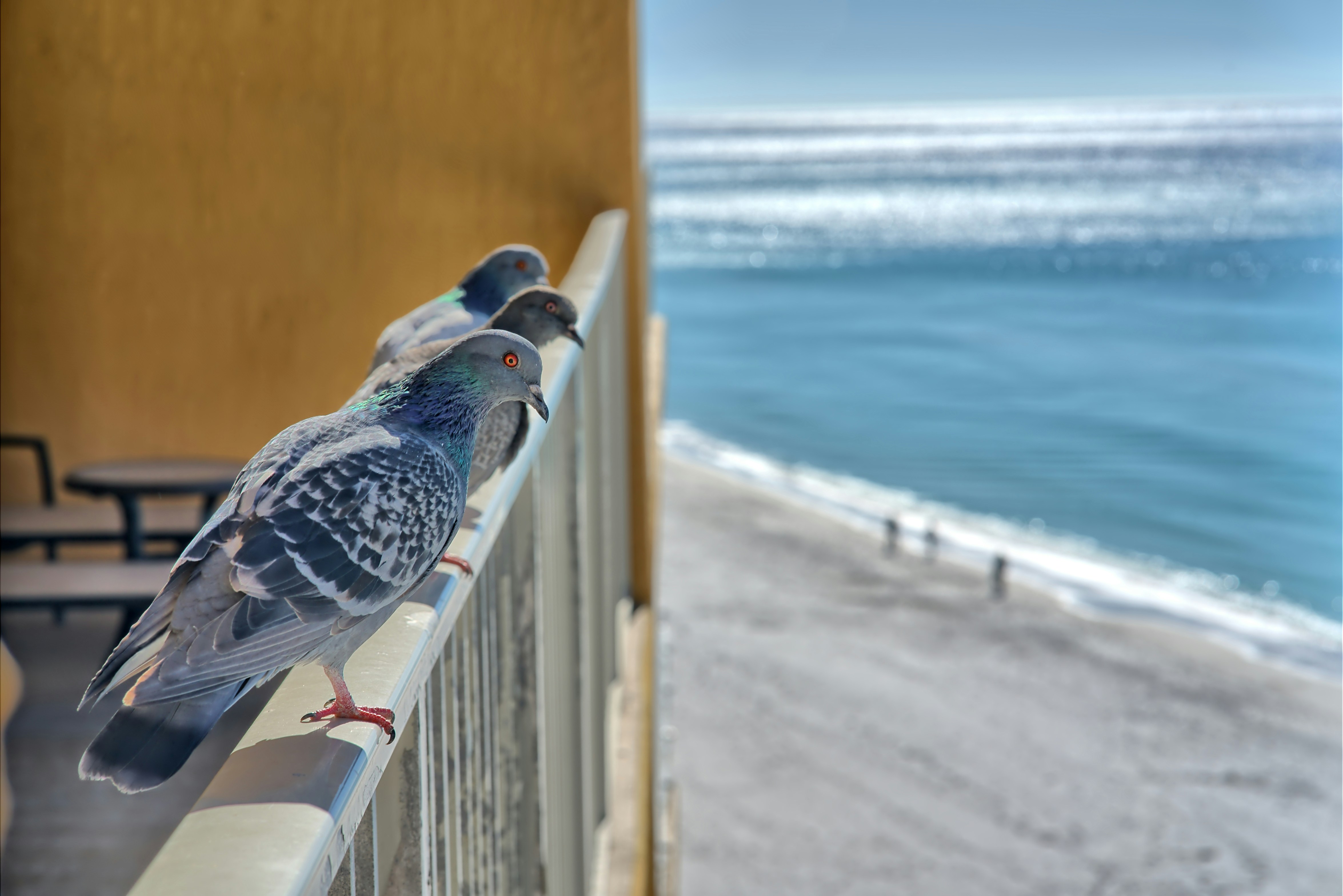 Two Pigeons Perch Along a Coastal Balcony, Watching the Tide