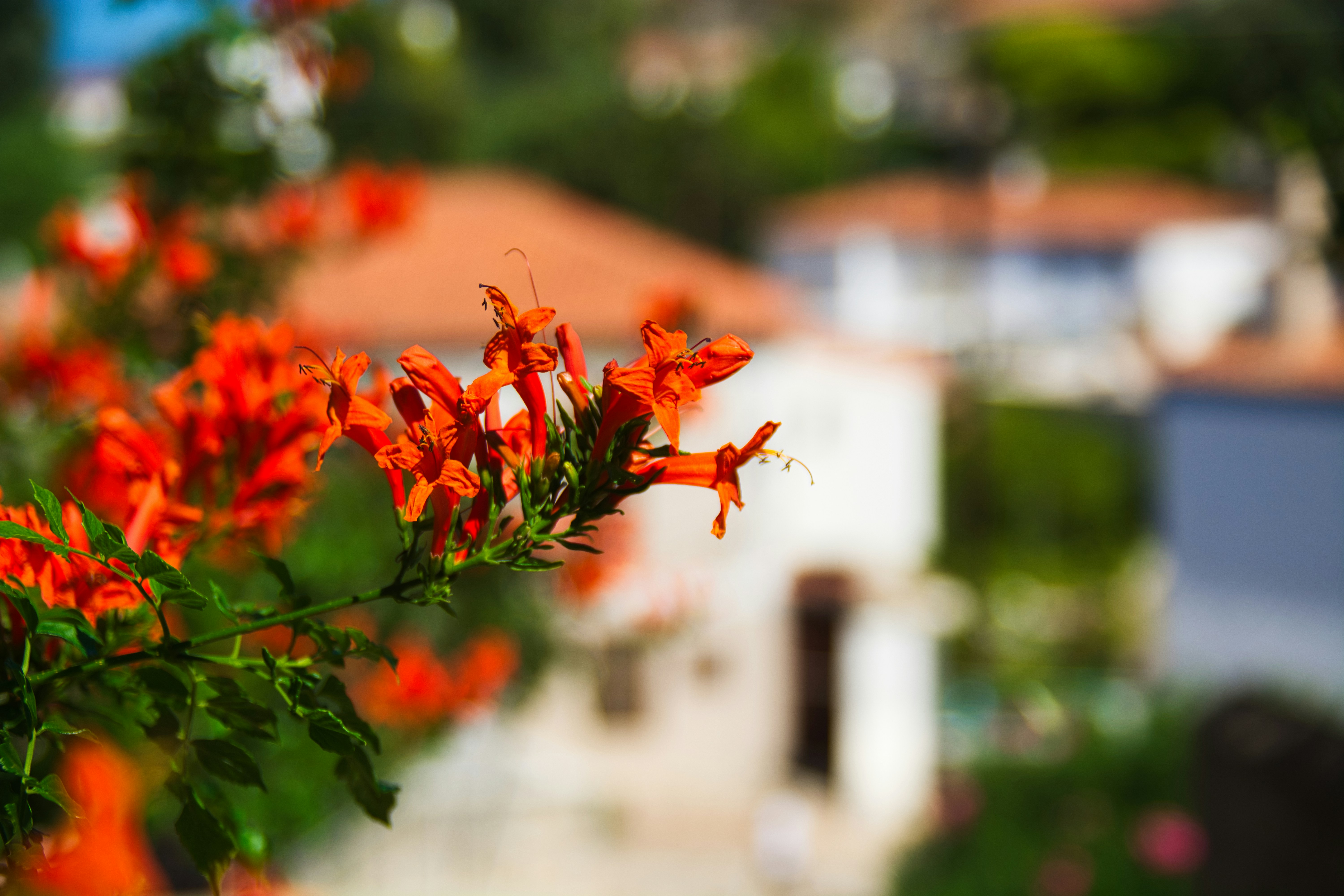 Bright orange flowers with blurred Mediterranean architecture in the background.