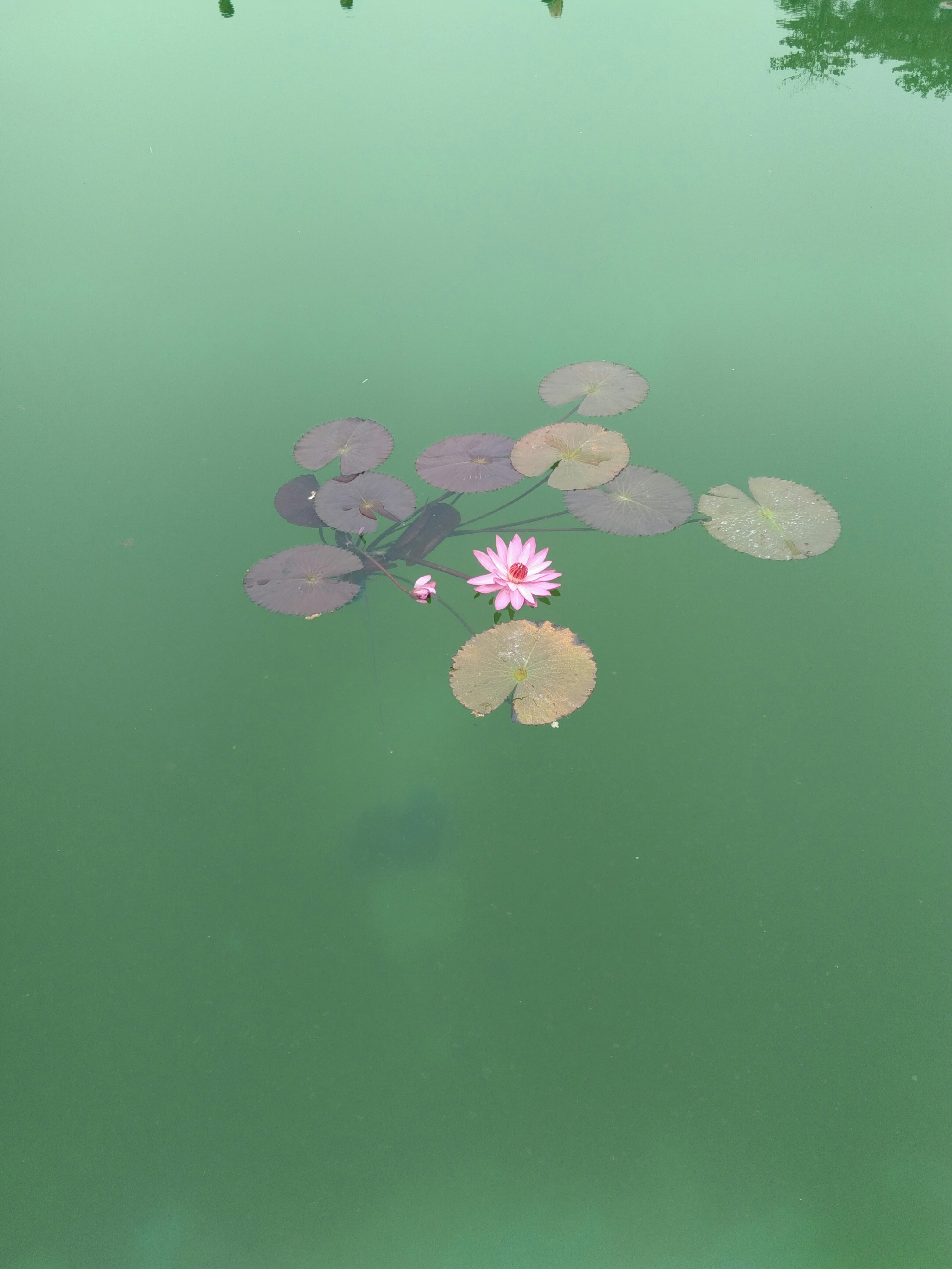 Pink Water Lily Surrounded by Lily Pads on a Tranquil Pond Surface