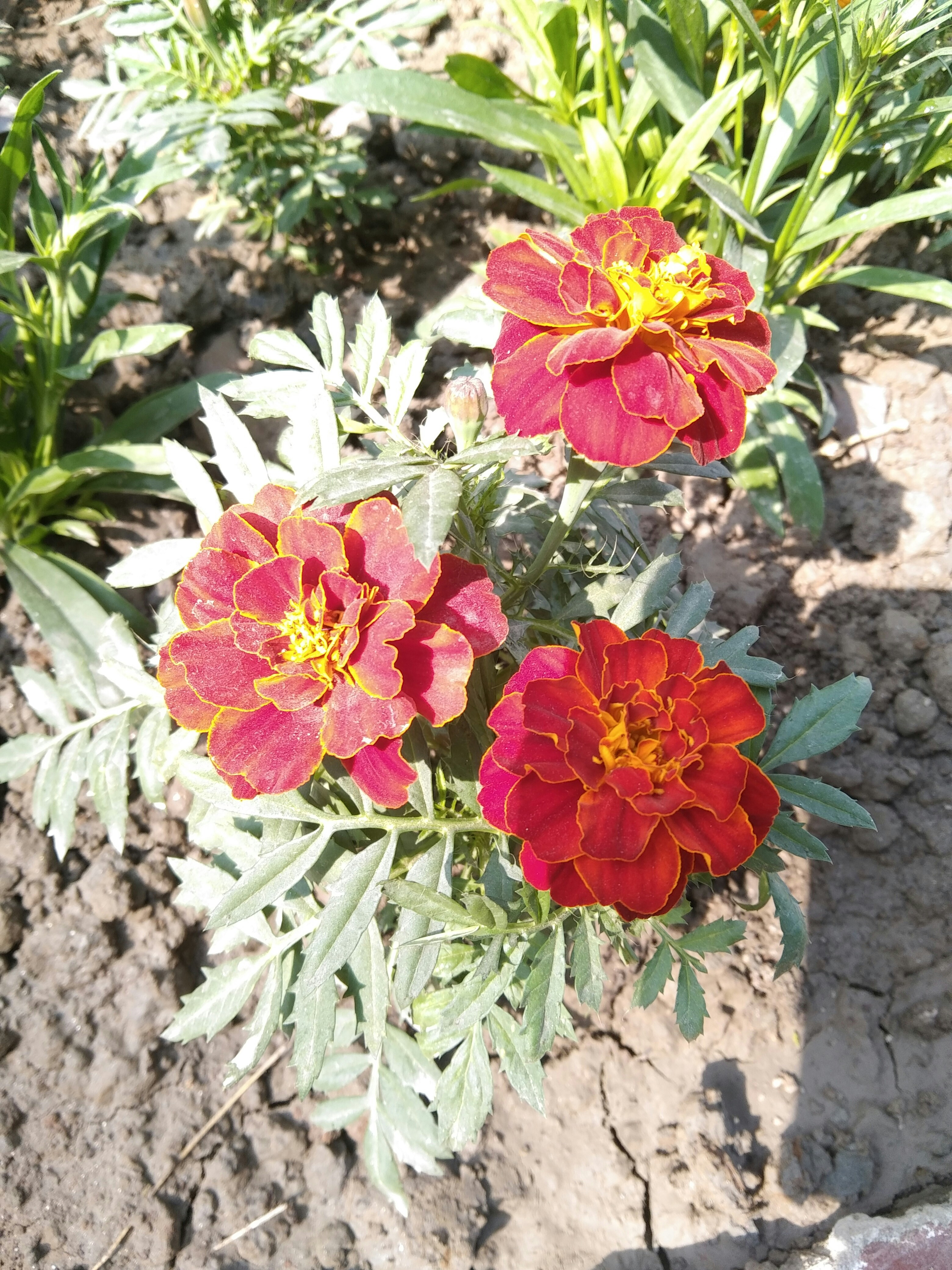 Crimson Marigolds in Sunlit Soil: A Trio of Flame-Touched Blossoms