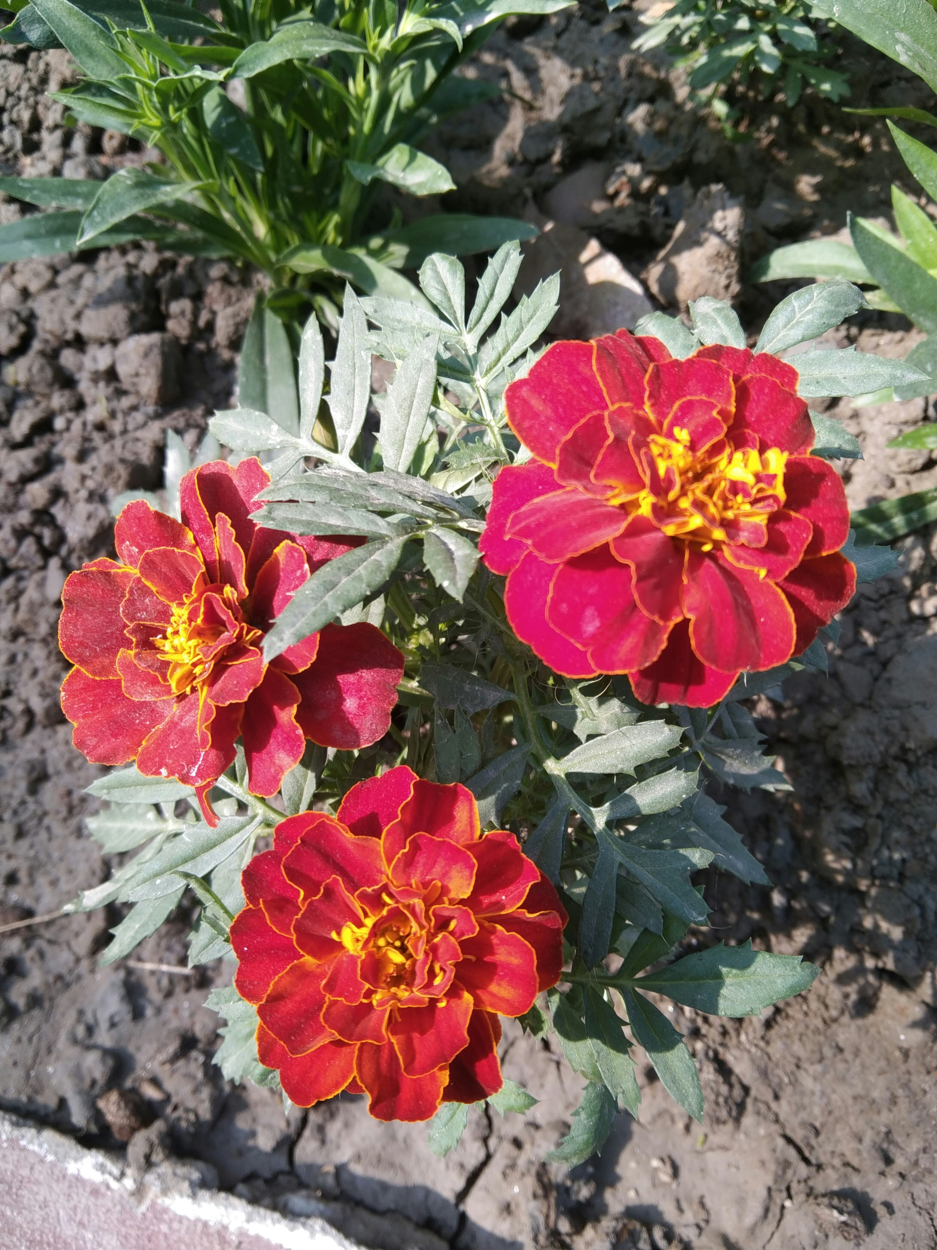 Crimson Marigolds in a Sunlit Garden Bed: Velvet Petals and Golden Centers