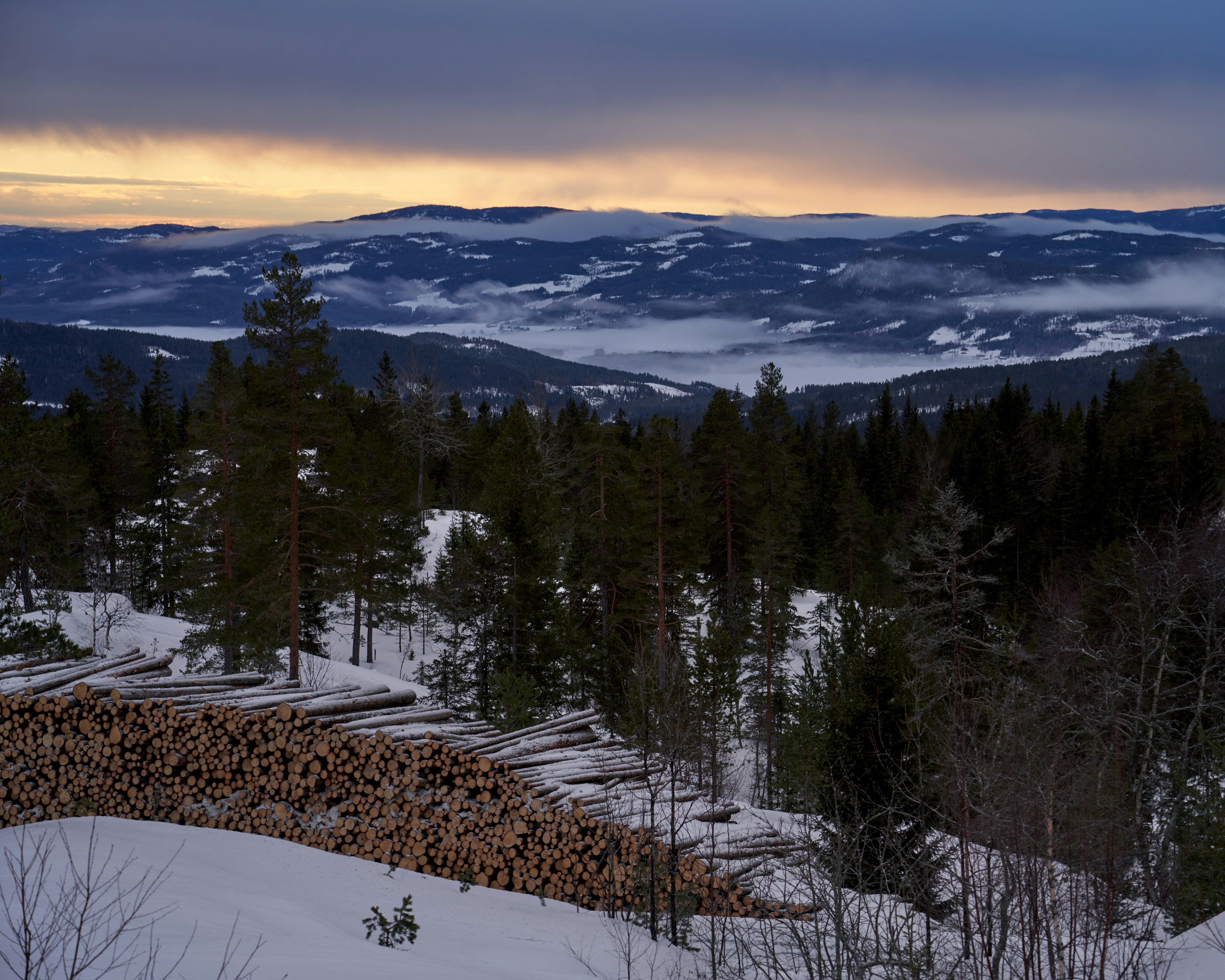 Evergreen trees and stacked logs foreground a foggy valley with distant snow-capped mountains under a moody sky.