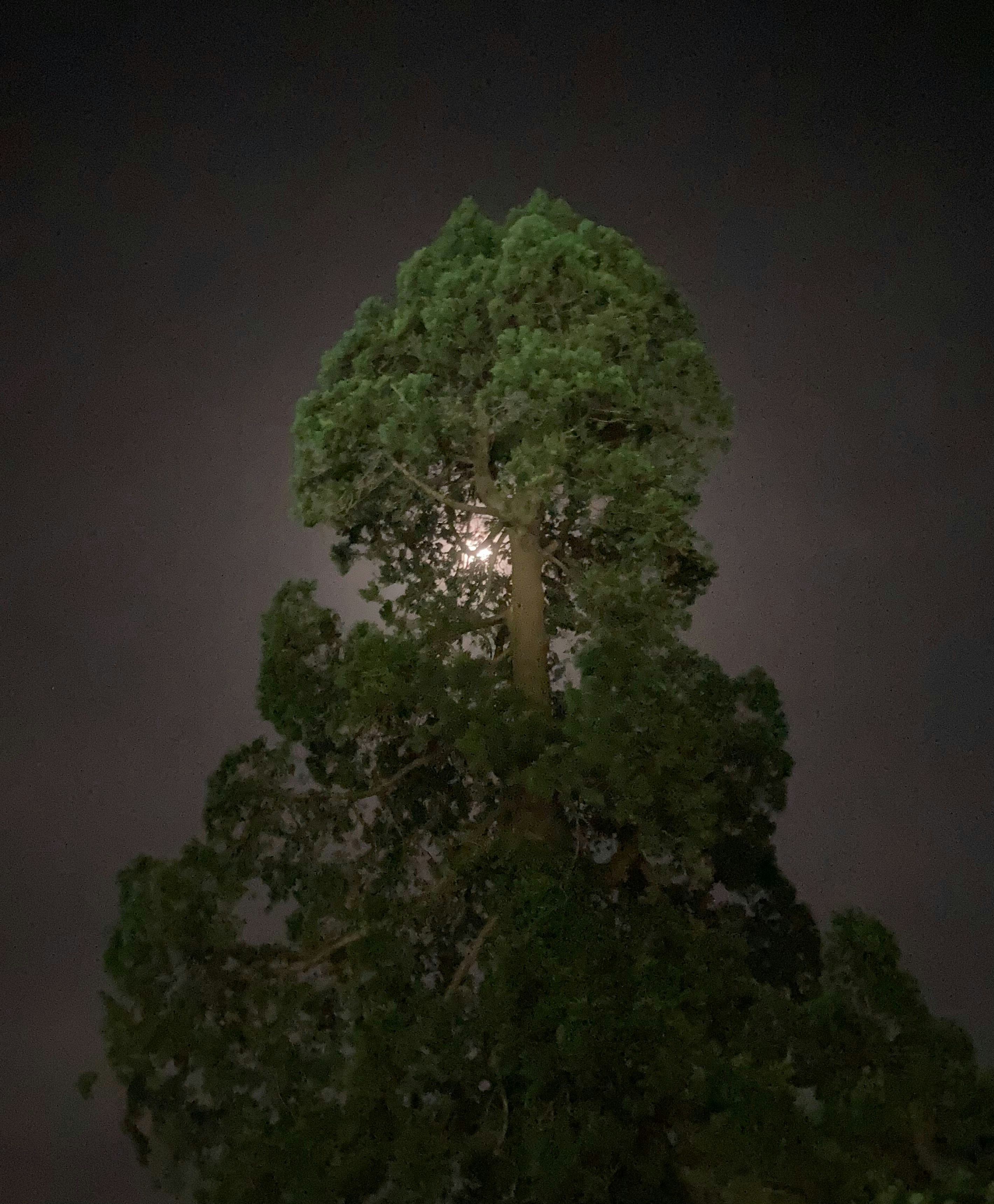 Lunar Backlight Through a Towering Night Tree