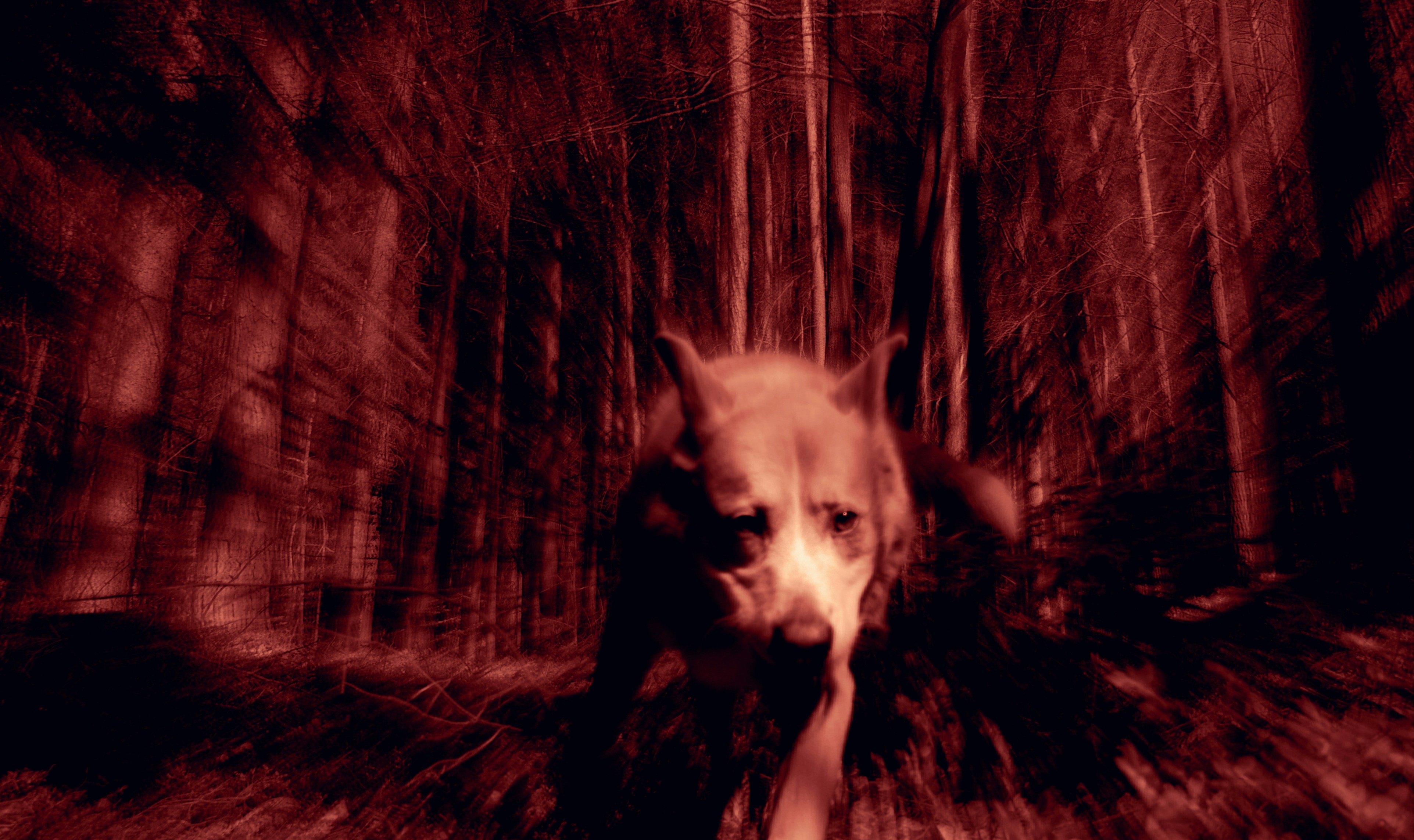 Low-Contrast Canine in a Red-Filtered Forest Stroll