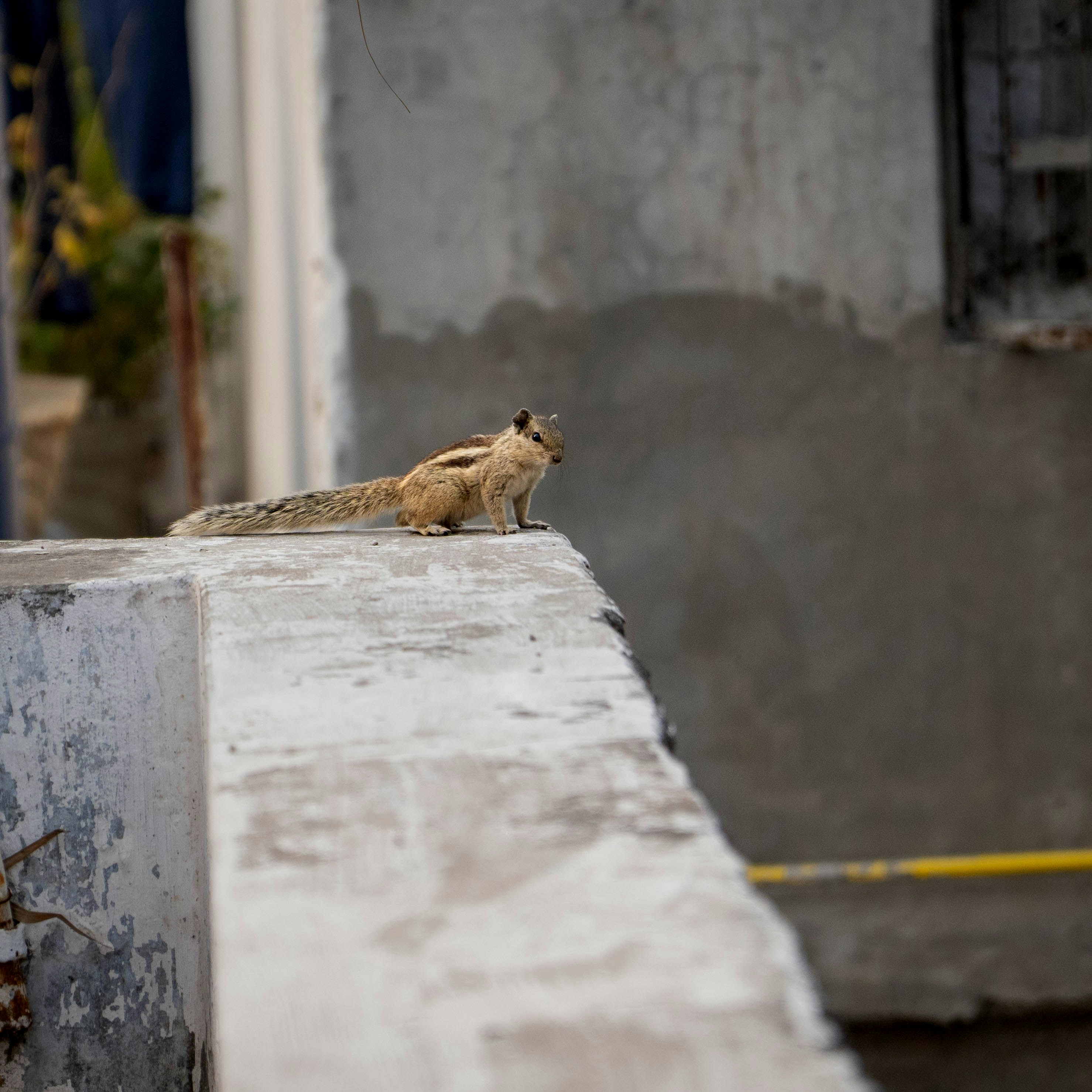 Concrete Ledge Sentinel: A lone squirrel on an urban ledge