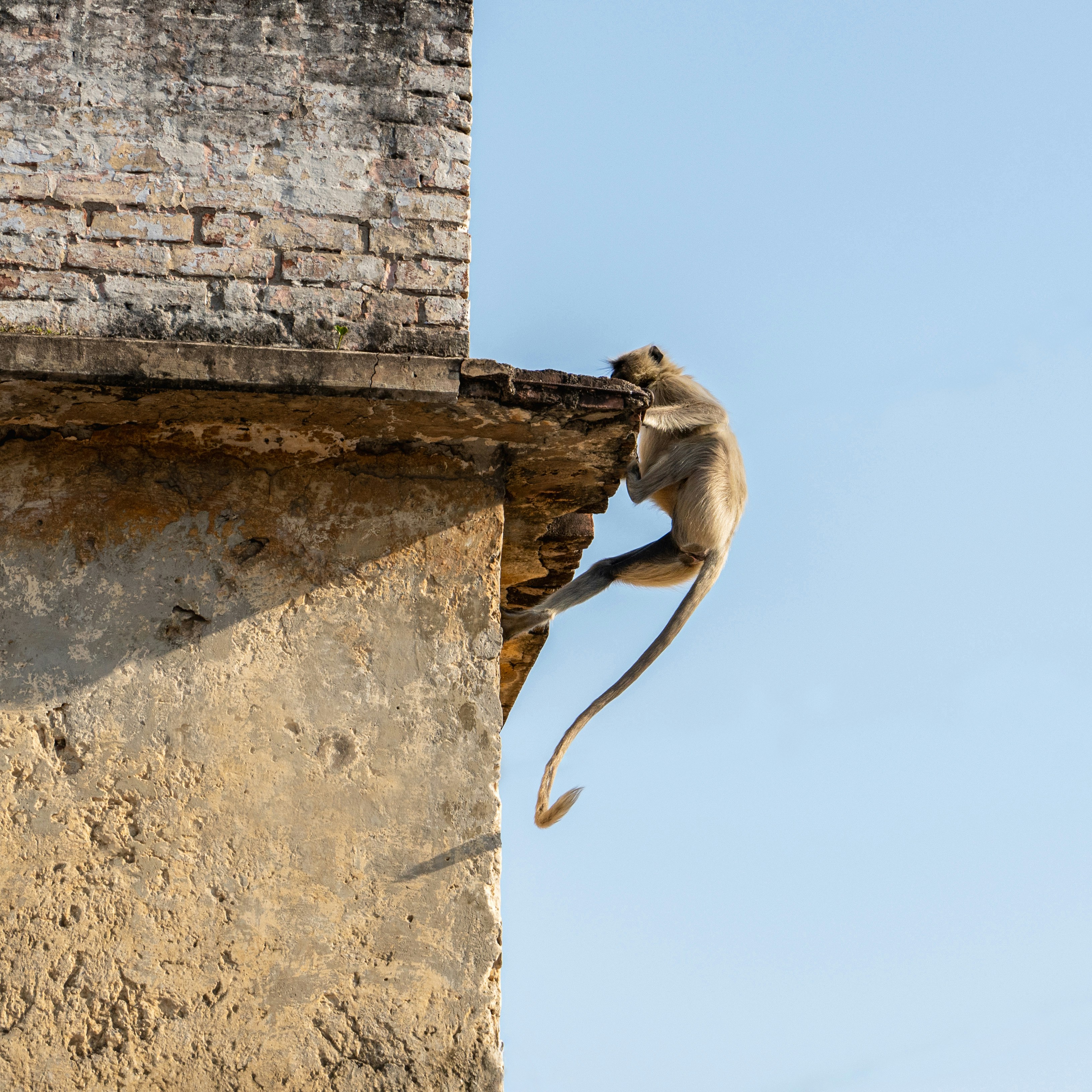 A monkey climbing a brick wall