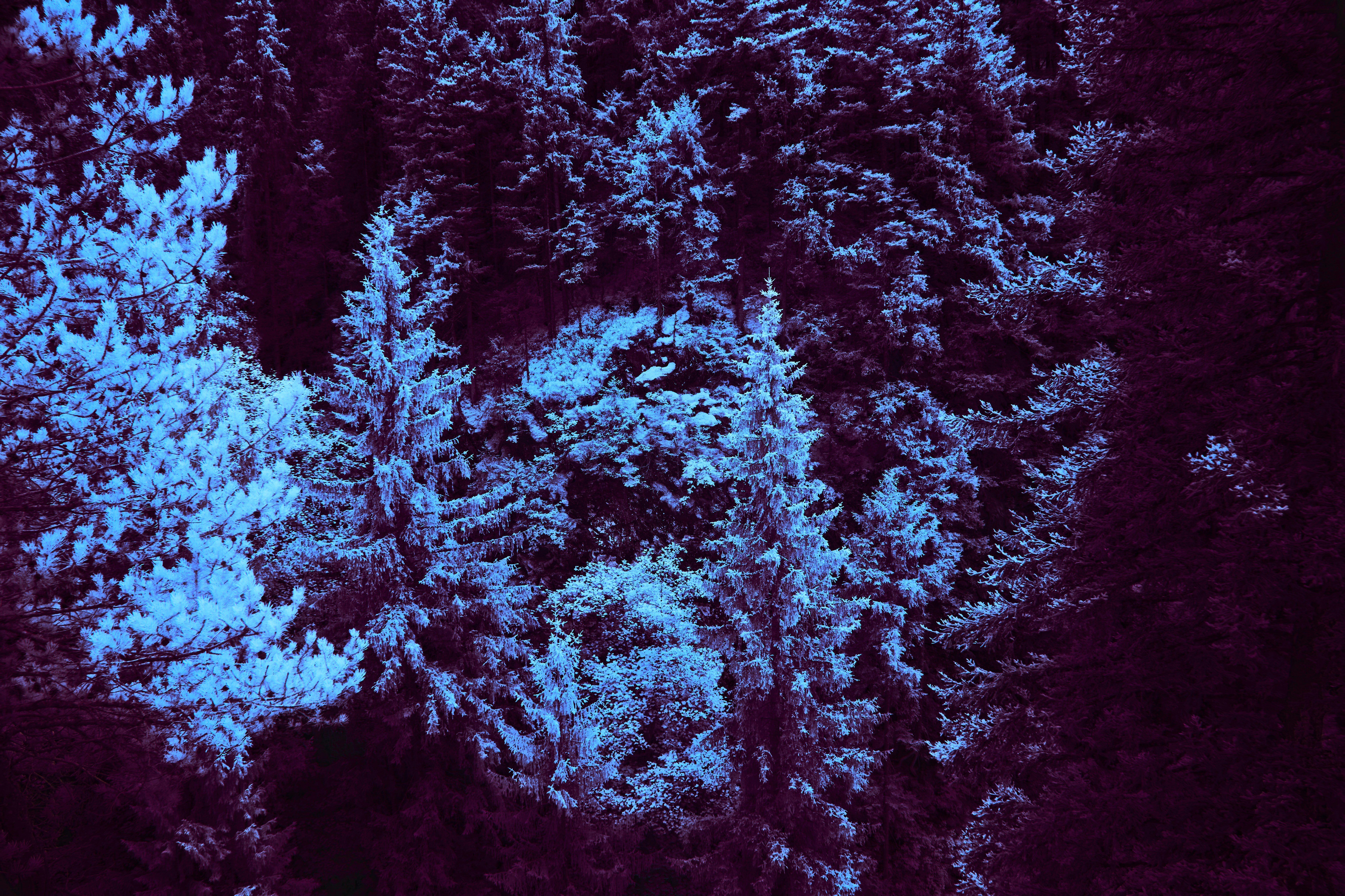 A group of trees covered in blue lights photo – Free Vegetation Image ...