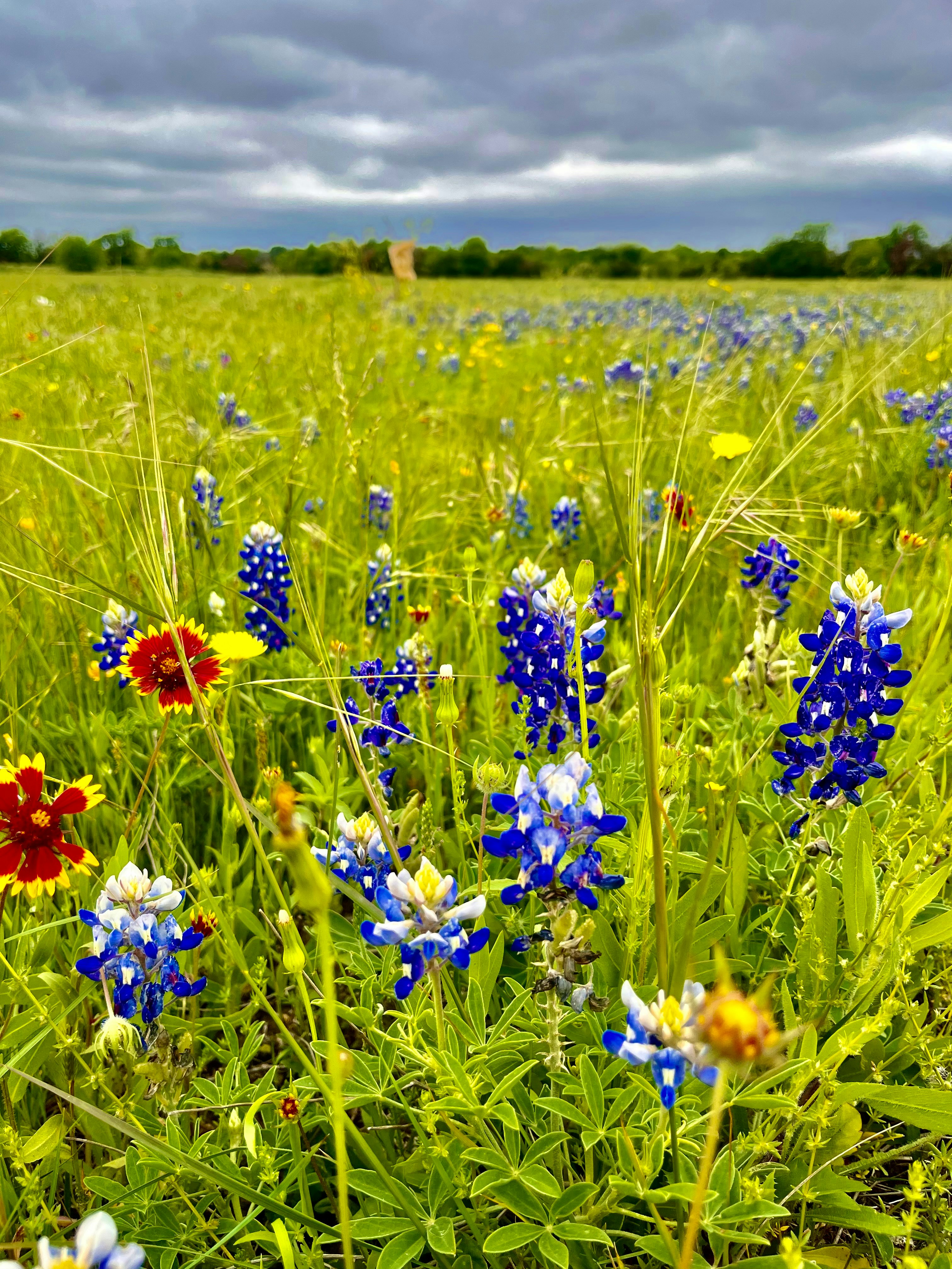 A field full of blue and red flowers under a cloudy sky photo – Free ...