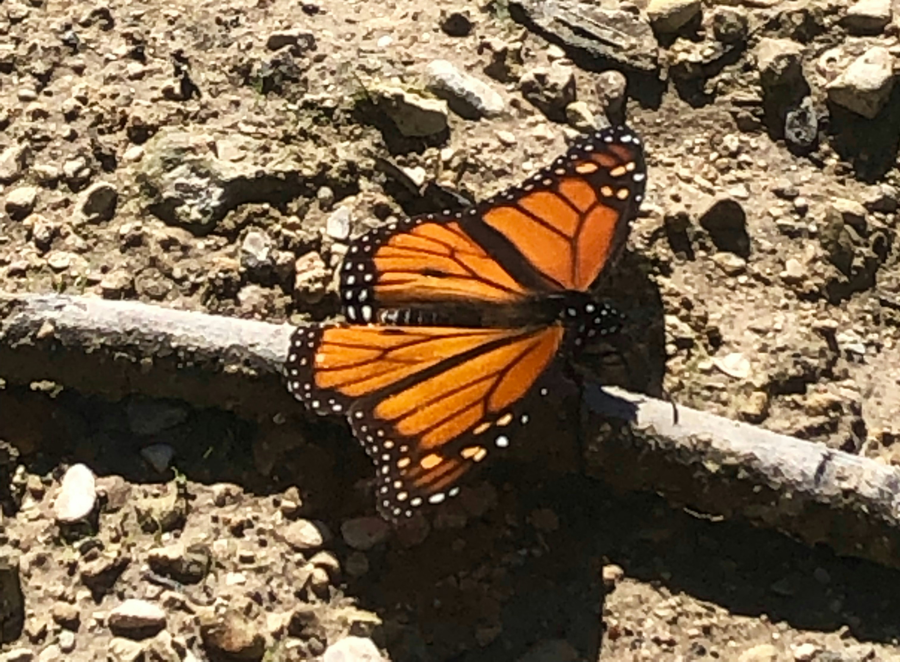 Monarch on Parched Ground: Orange Wings Against Gravel