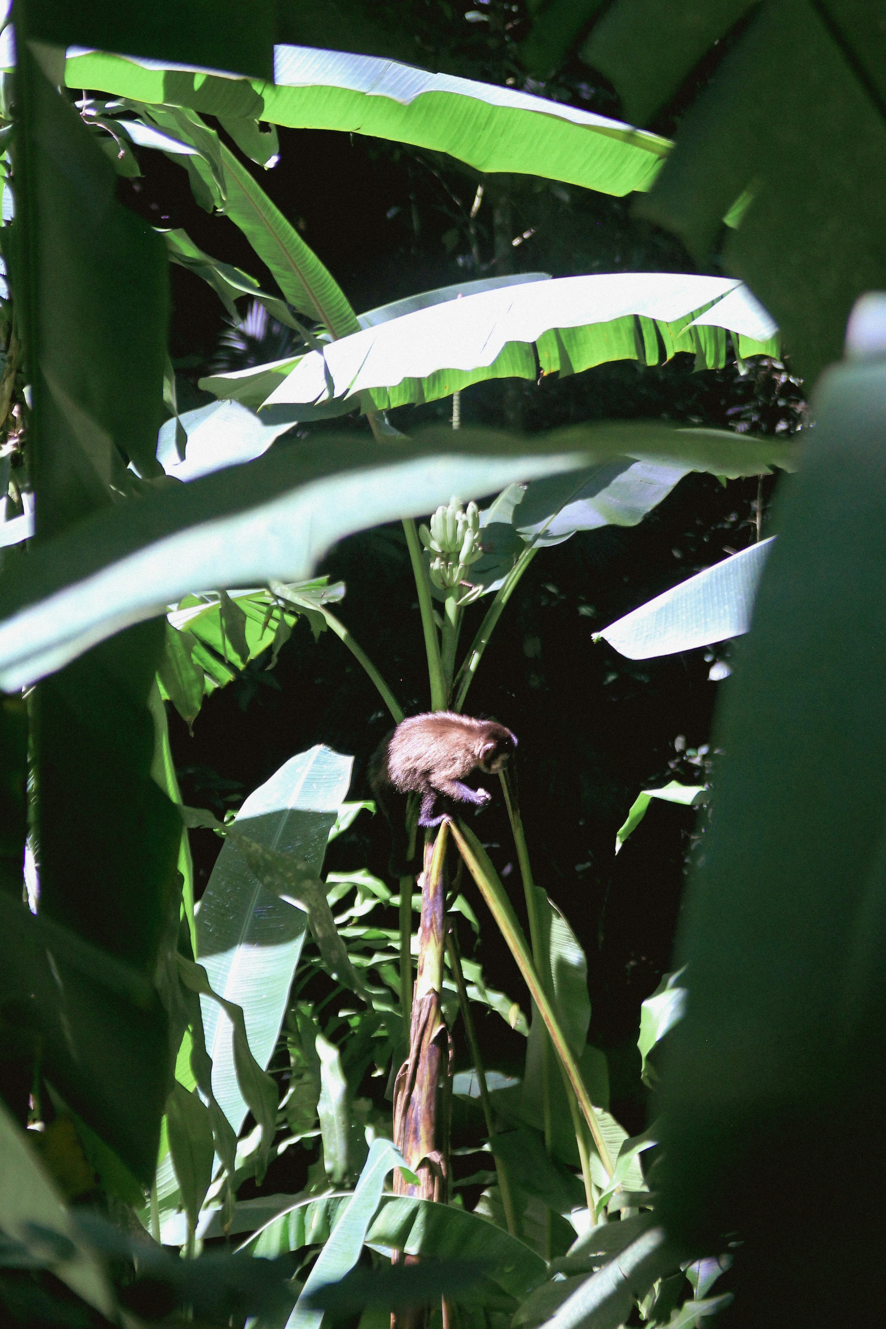 Hidden Resident of the Banana Canopy