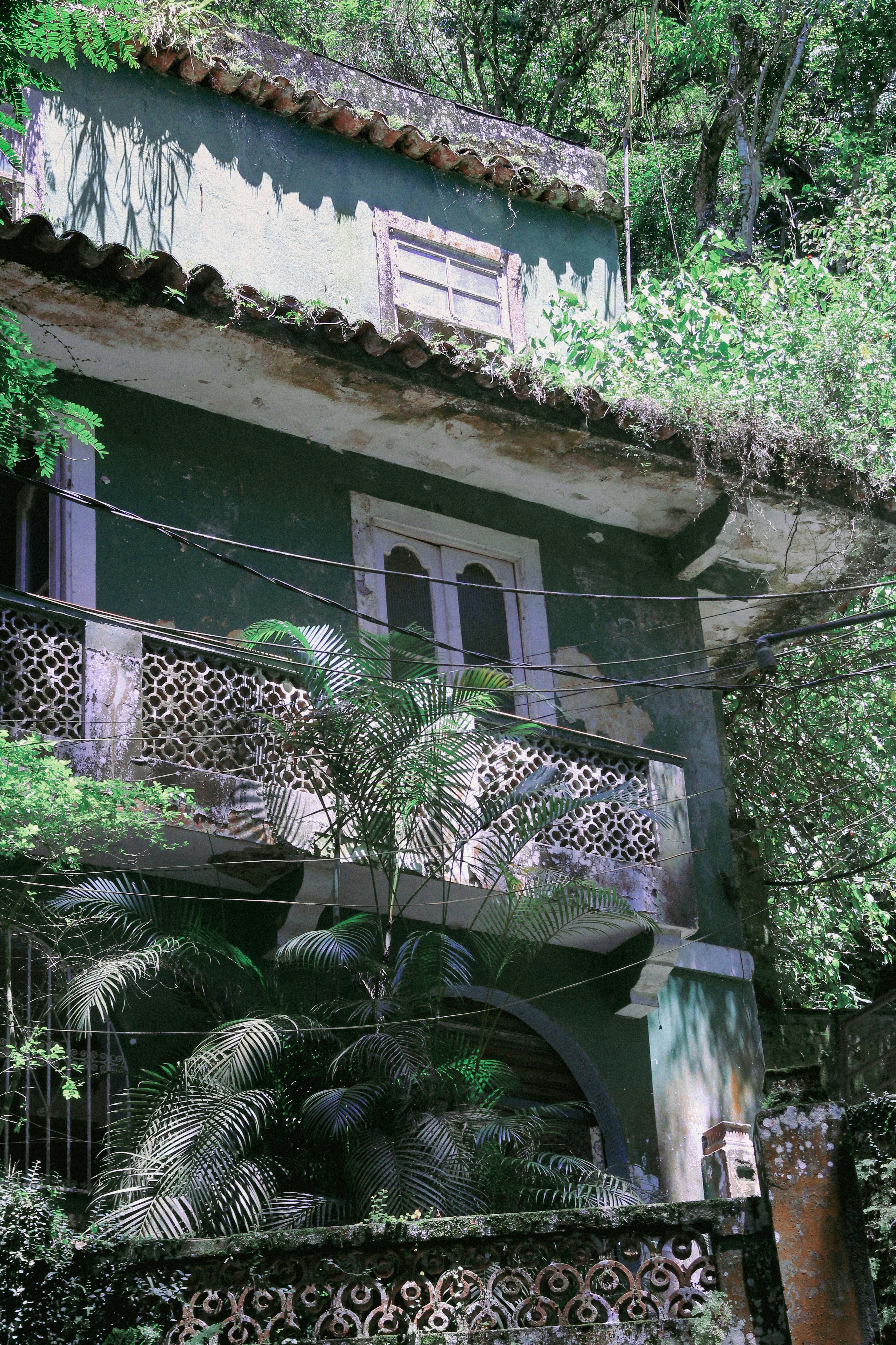Verdant Facade: A Weathered Green House Entwined by Ferns and Lattice
