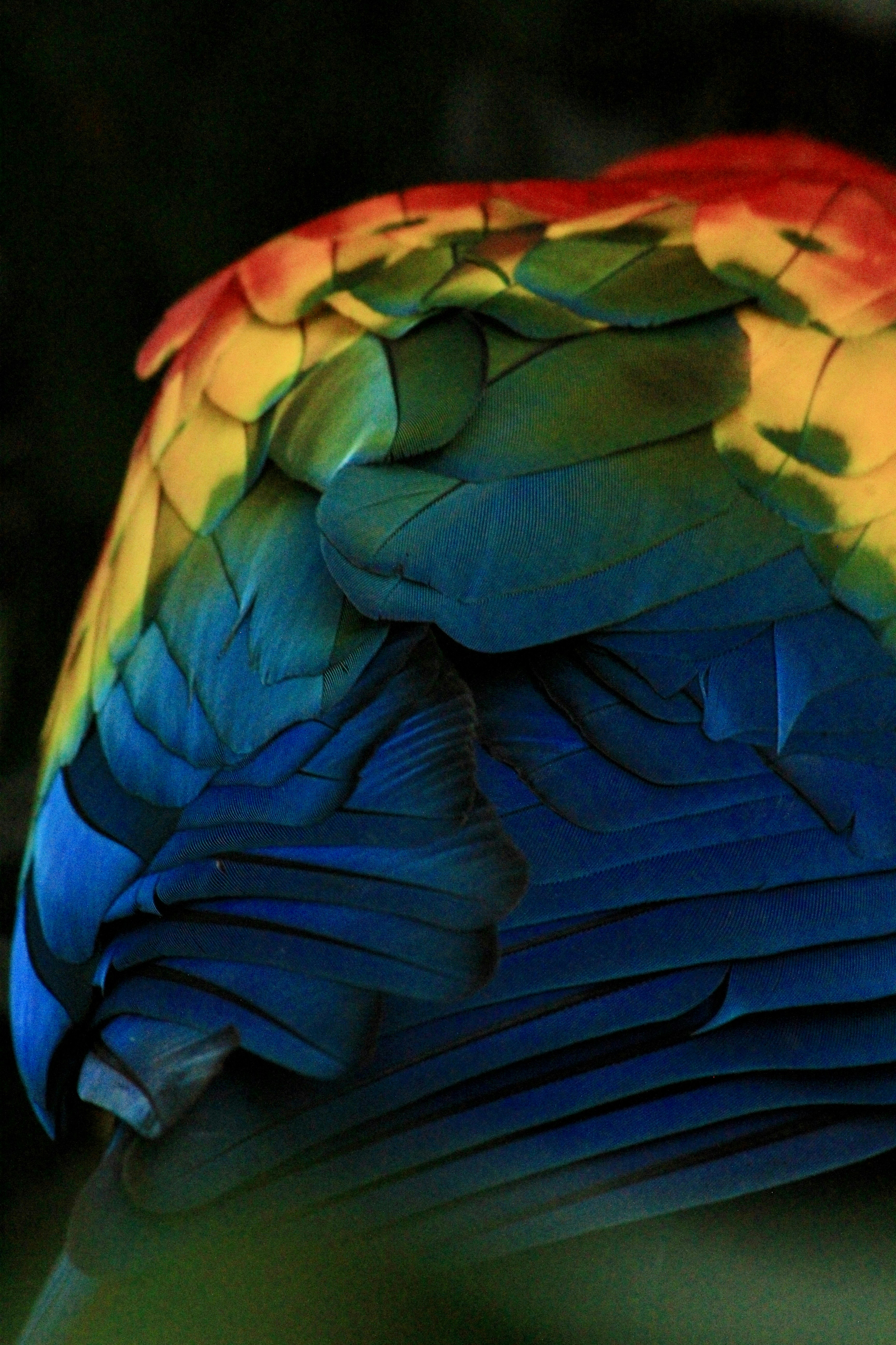 Rainbow Mosaic: Macro Close-Up of a Macaw's Feather Quilt