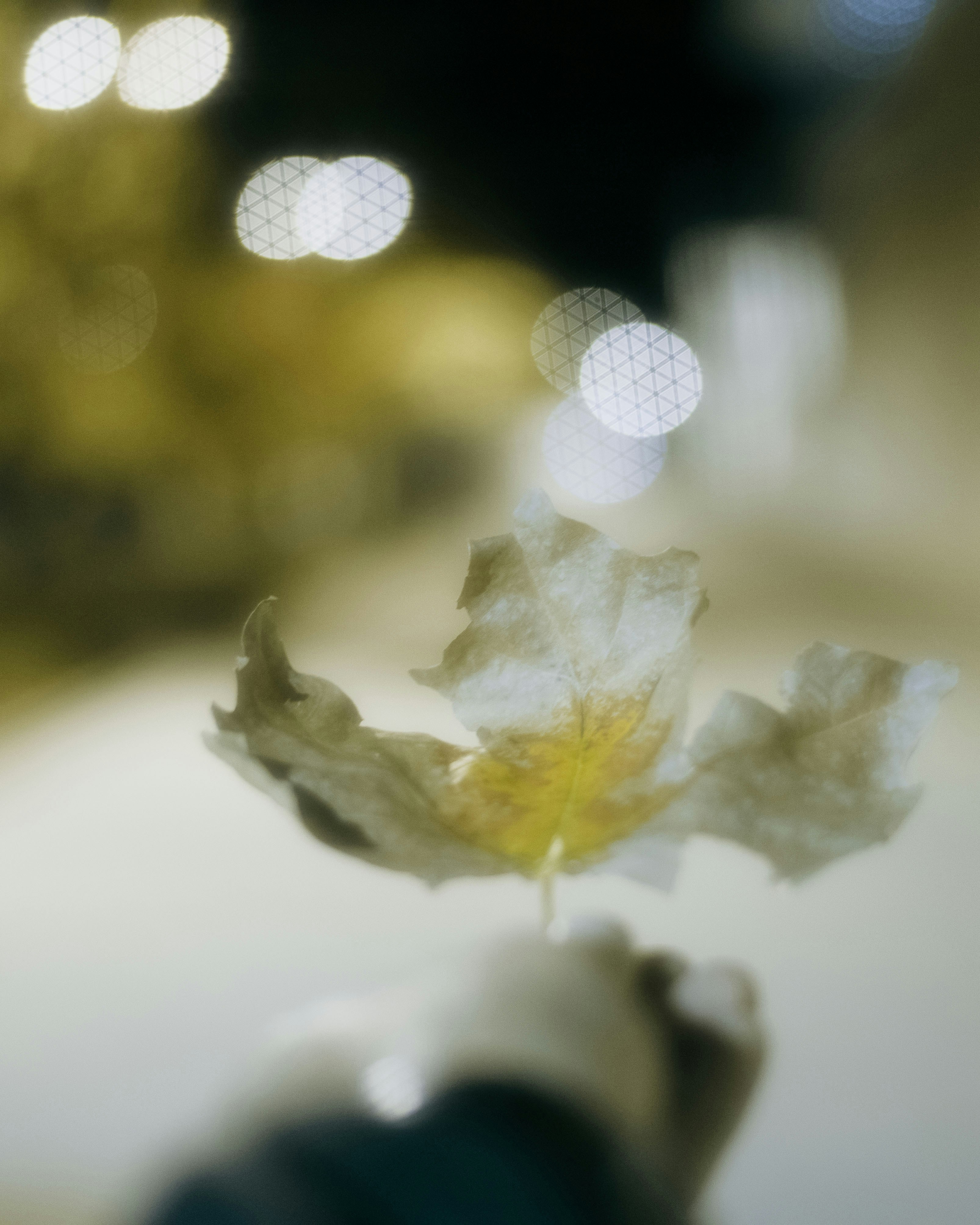 Leaf in Hand Amid Night Bokeh: A Quiet Moment Against City Lights