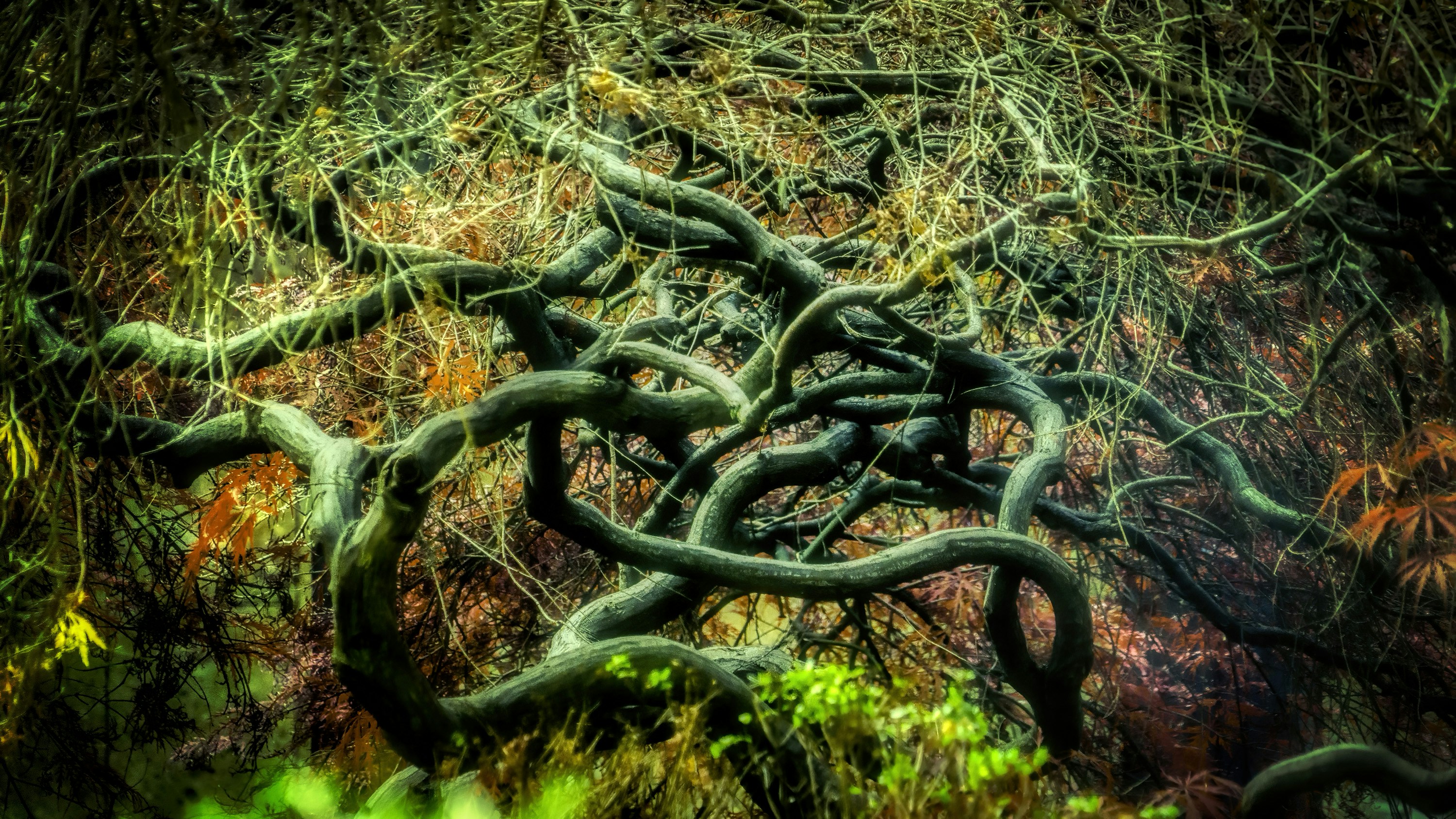 Knotwork in the Canopy: Moss-Threaded Branches in a Dim Forest