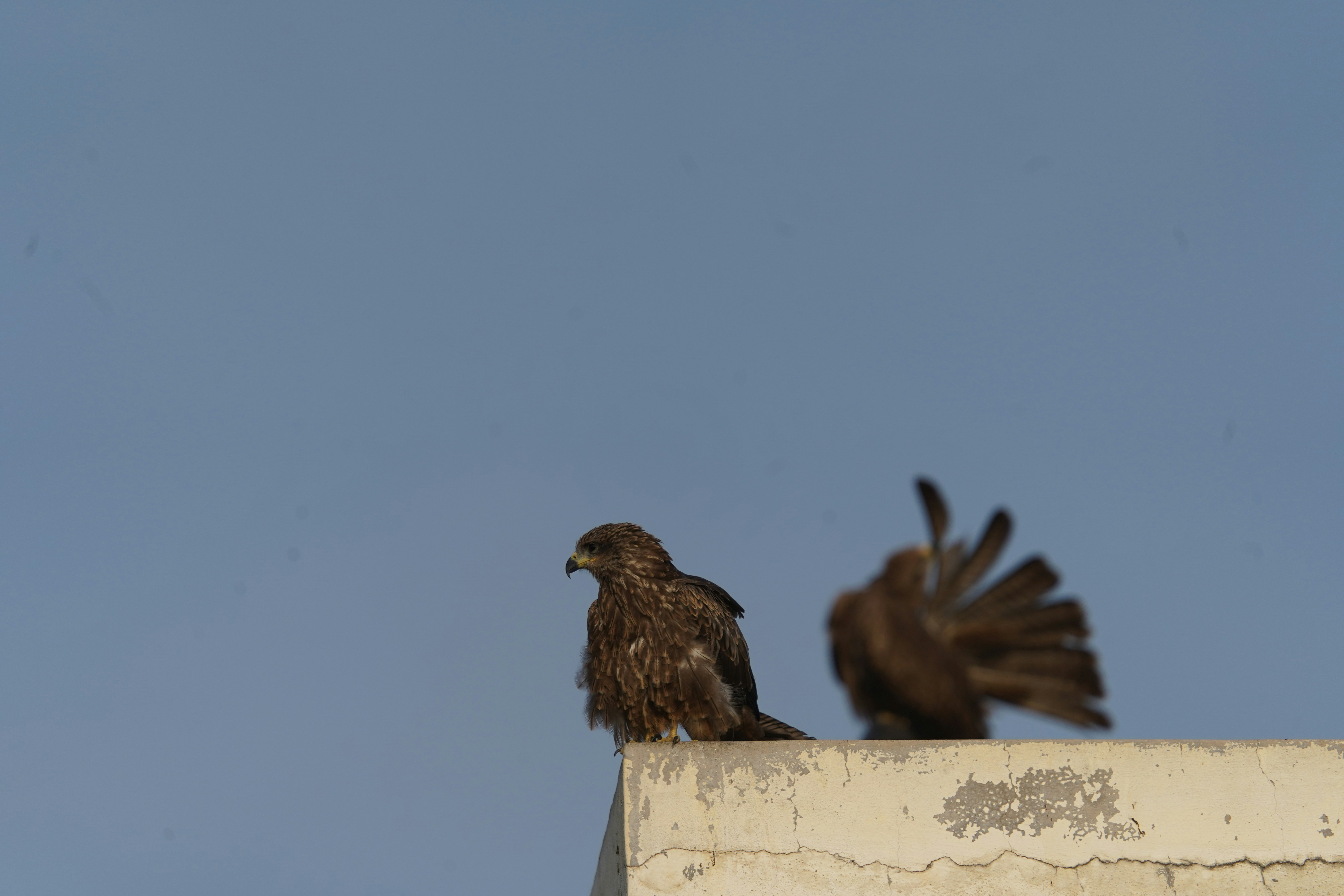 Perched Brown Raptor on a Weathered Rooftop as a Second Bird Takes Flight