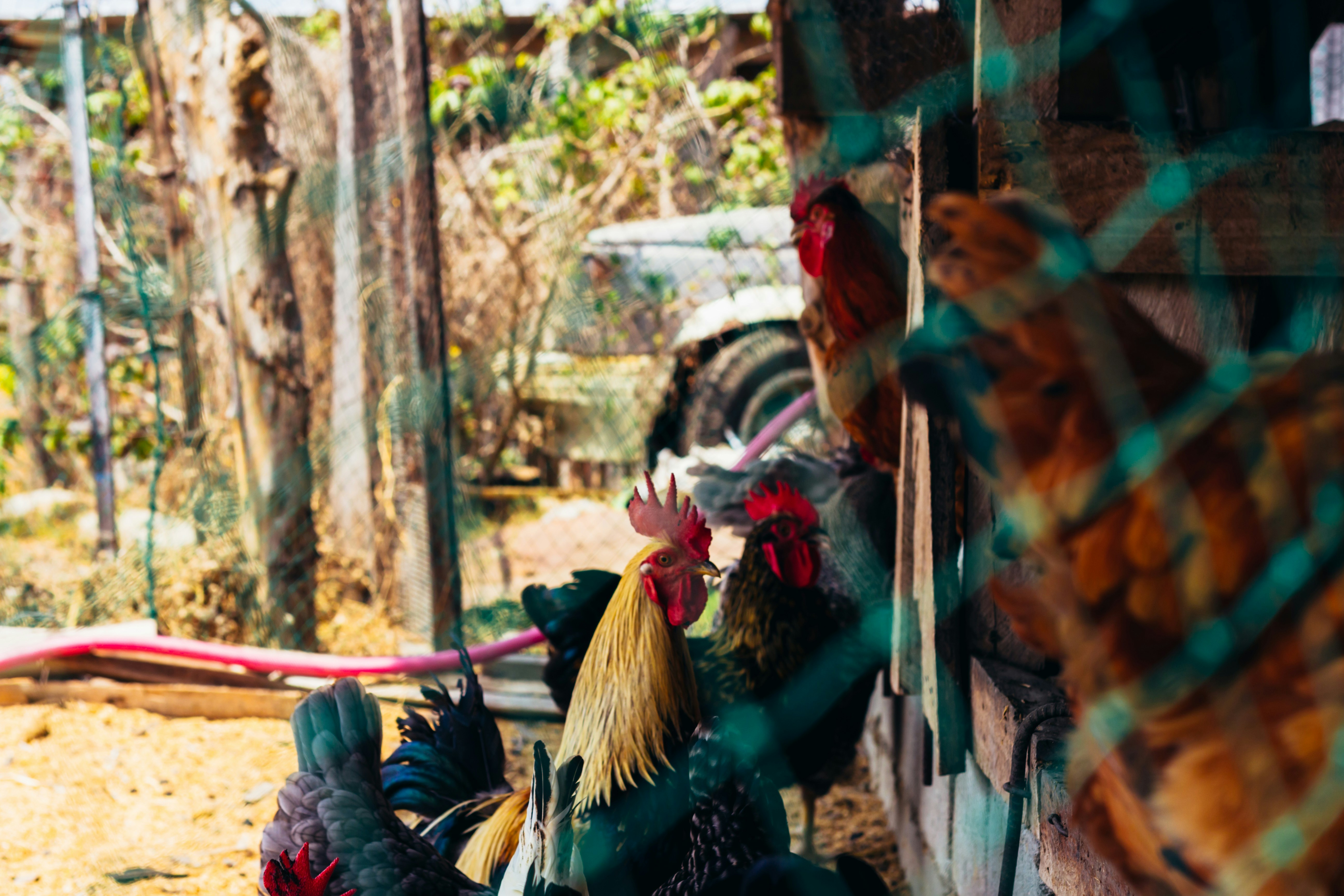 Turquoise Fence Flock: Chickens Rest in Dappled Farmyard Light