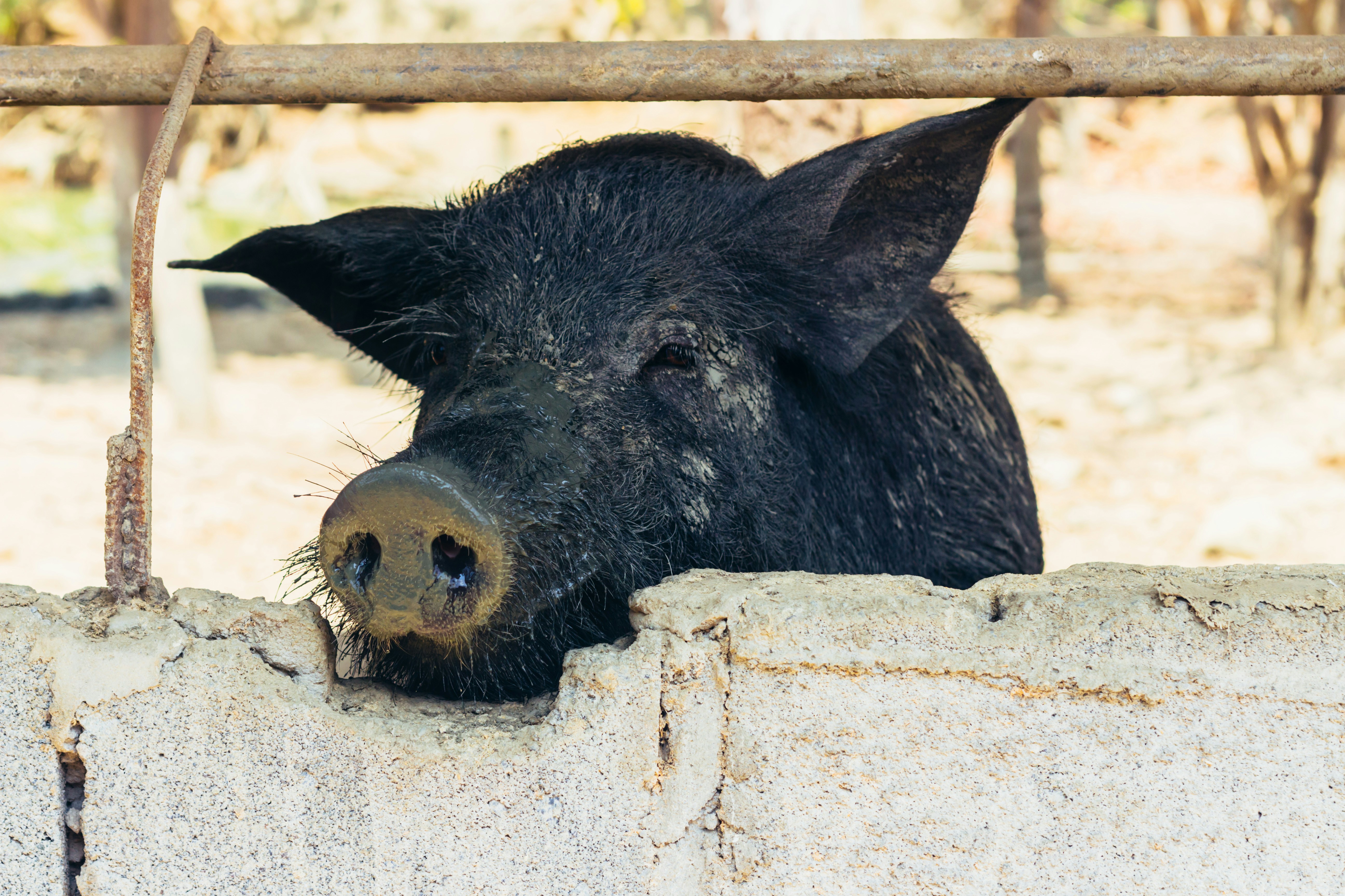 A black pig sticking its head over a wall photo – Free Wild pigs Image ...