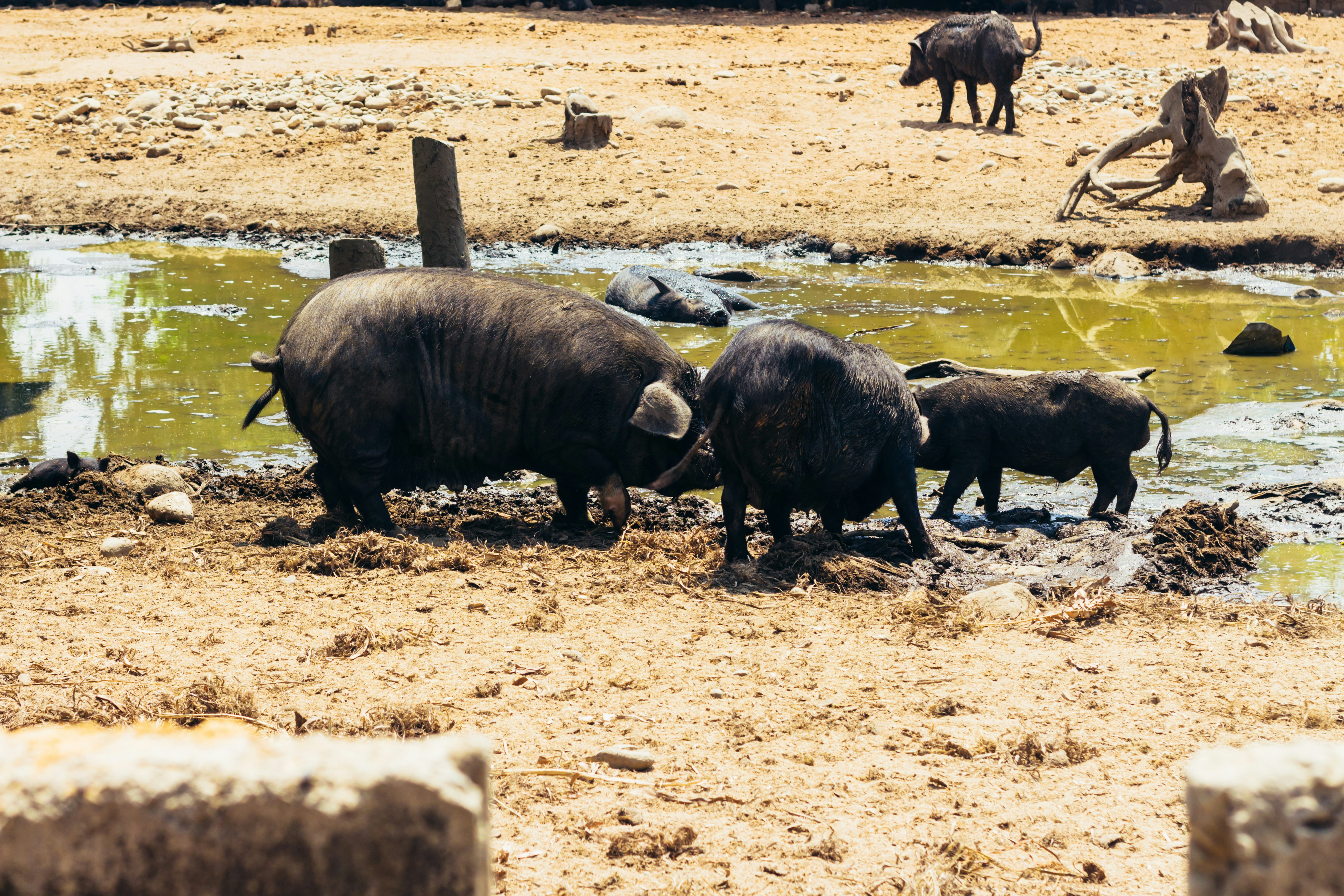 Herd of Warthogs at Muddy Watering Hole