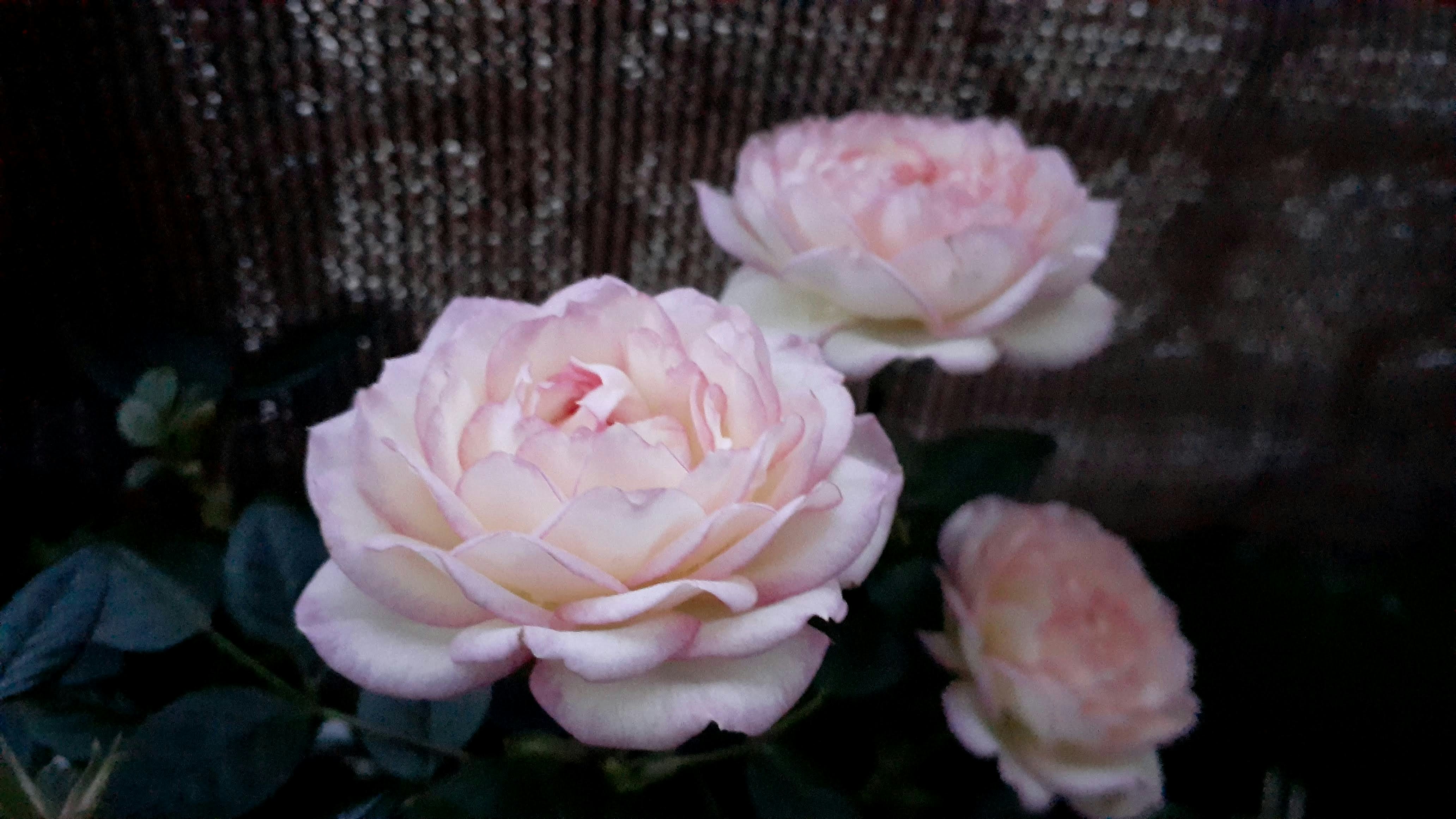 Close-up of pale pink rose blooms set against a dark, textured backdrop, emphasizing petal details and depth.