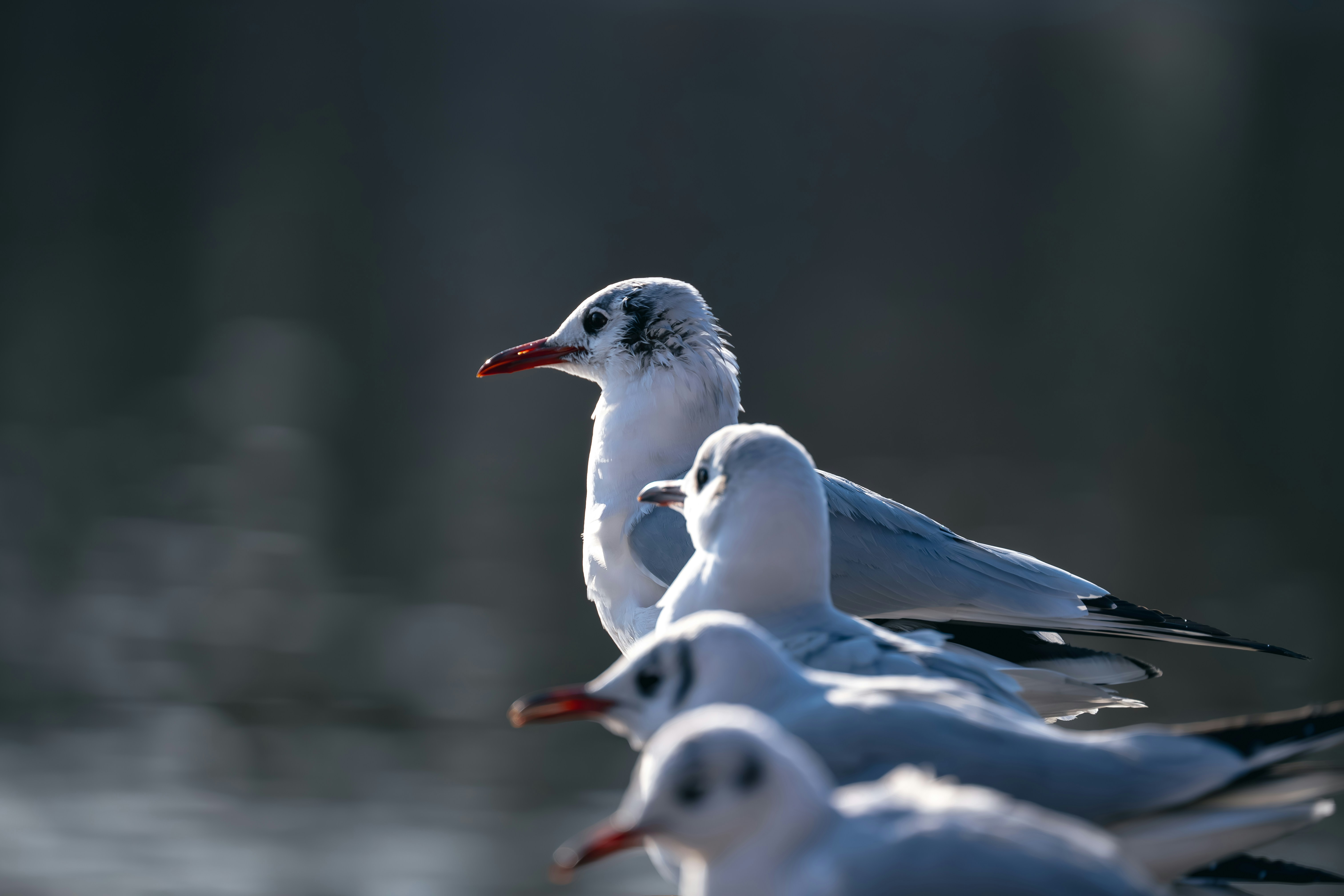 A flock of birds standing on top of a body of water photo – Free Animal ...