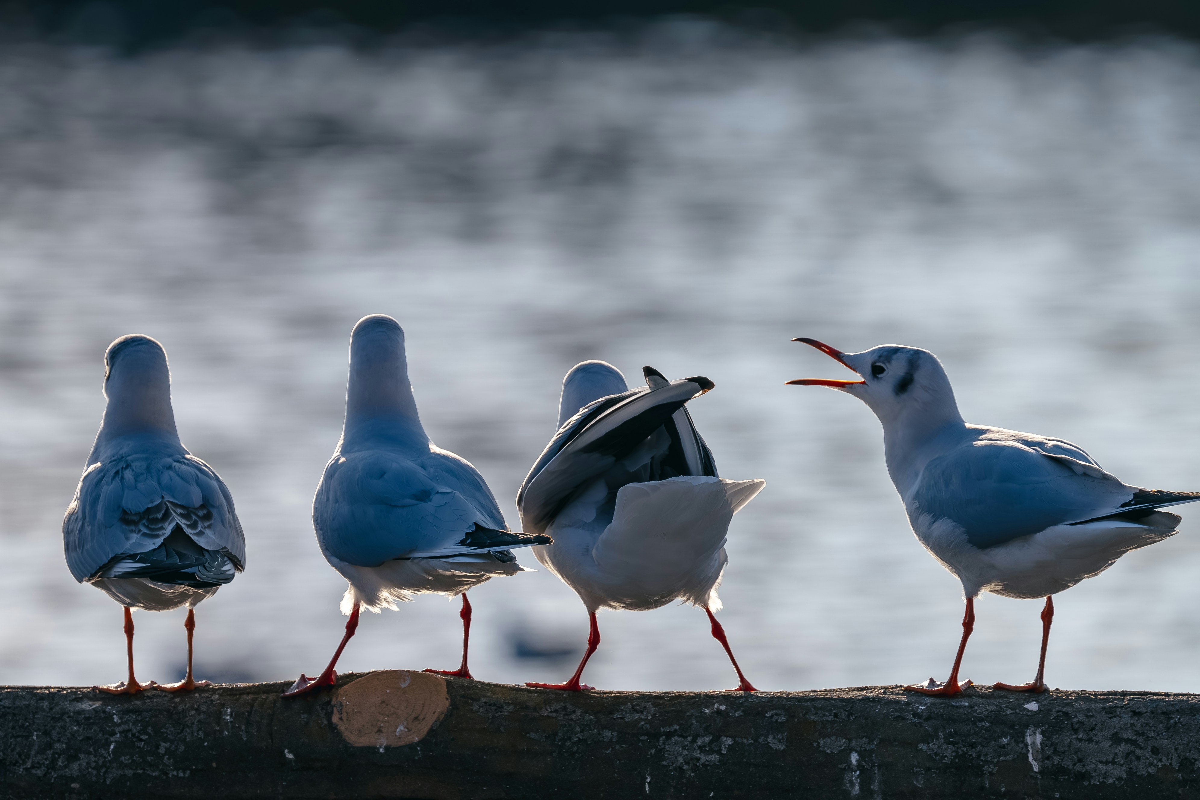 Rightmost Seagull with Open Beak Commands the Quiet Pier