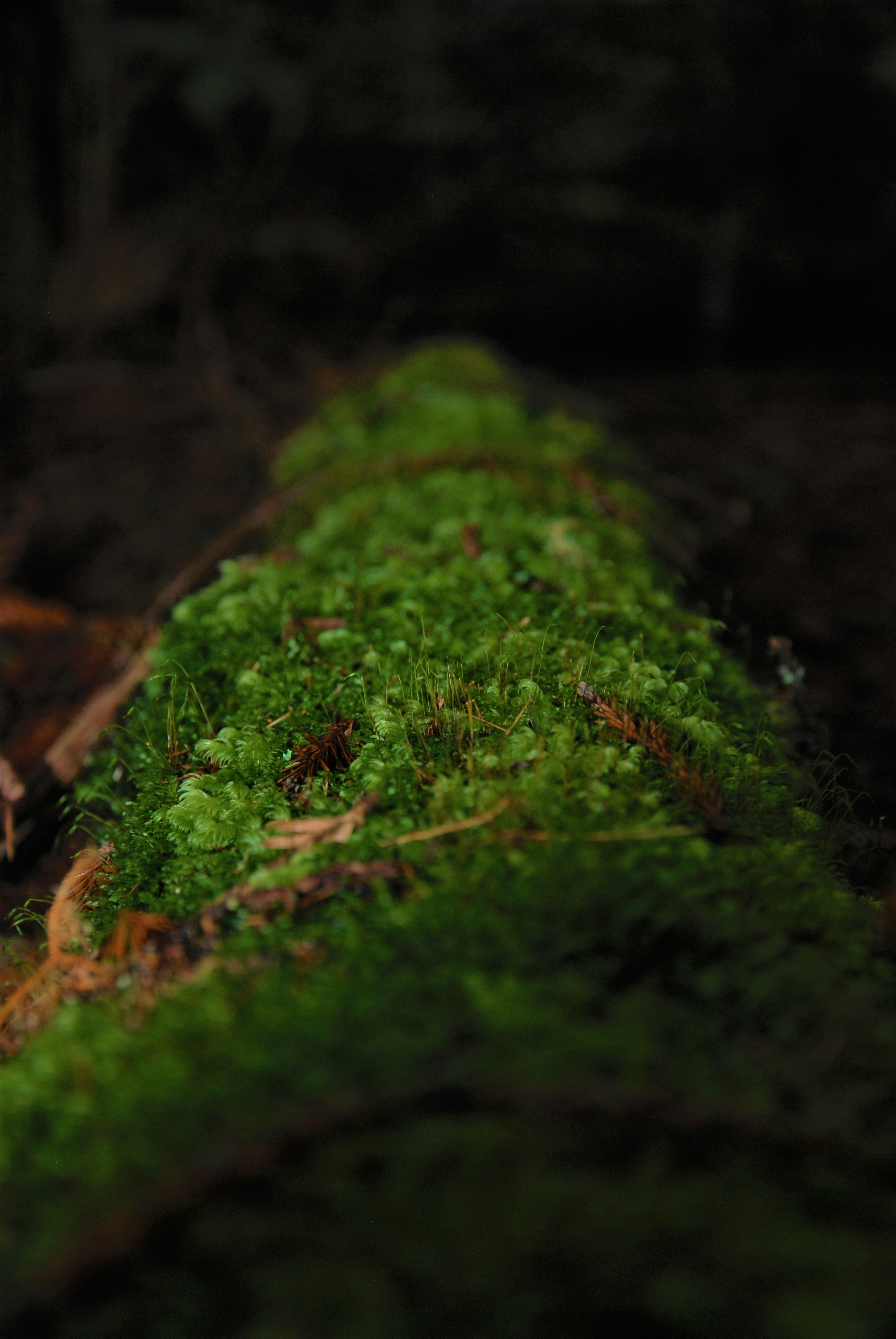 Some moss growing on a fallen tree in Rotorua, New Zealand's Redwood Forest. Use my photos as you wish but please consider "buying me a coffee" at https://www.buymeacoffee.com/KerinGedge