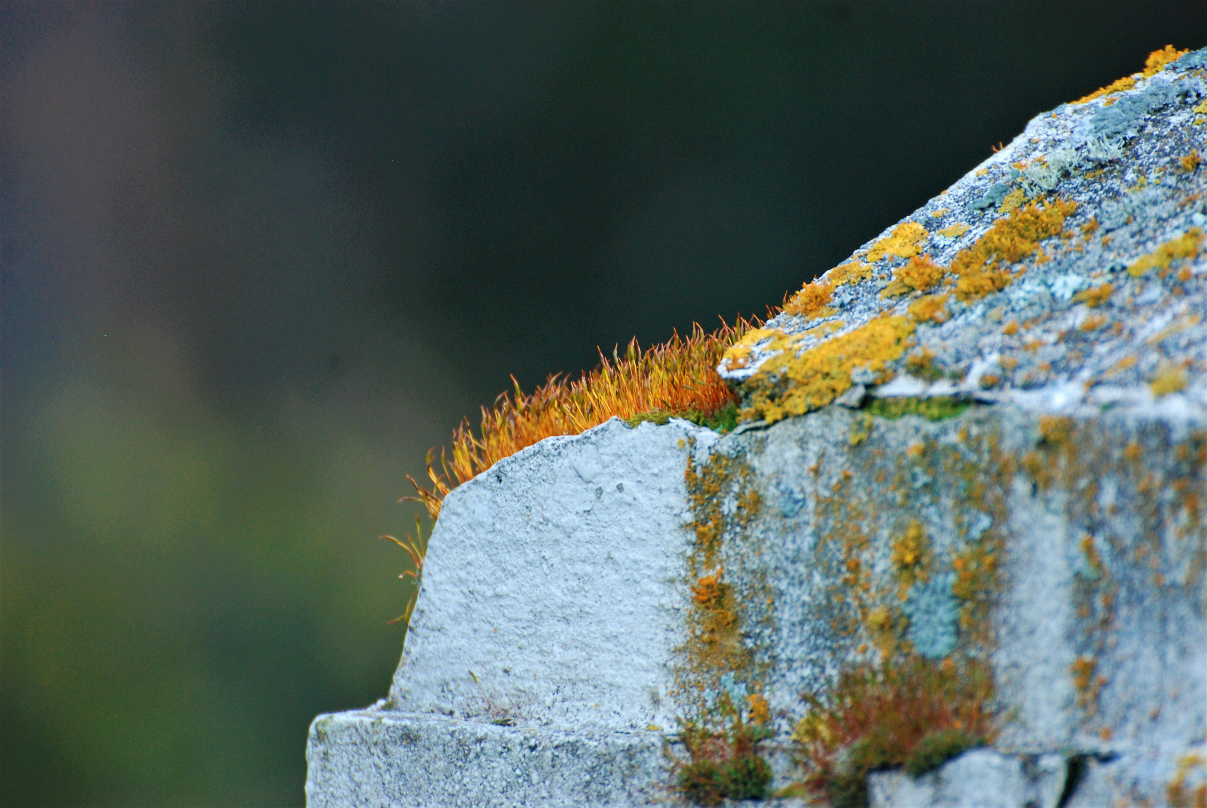 A close up of a rock with moss growing on it photo – Free White ...
