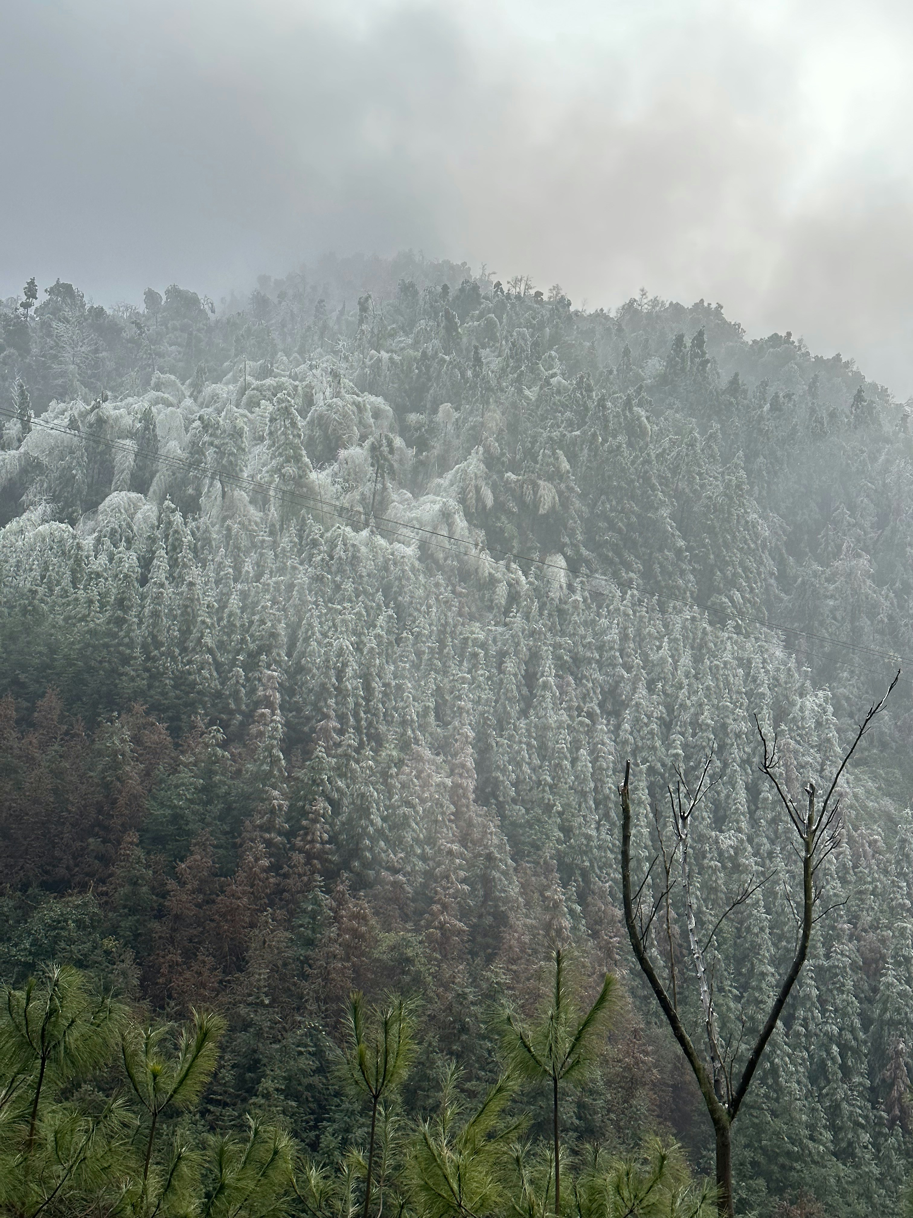 Frost-Washed Ridge: Pines Standing Through Morning Fog
