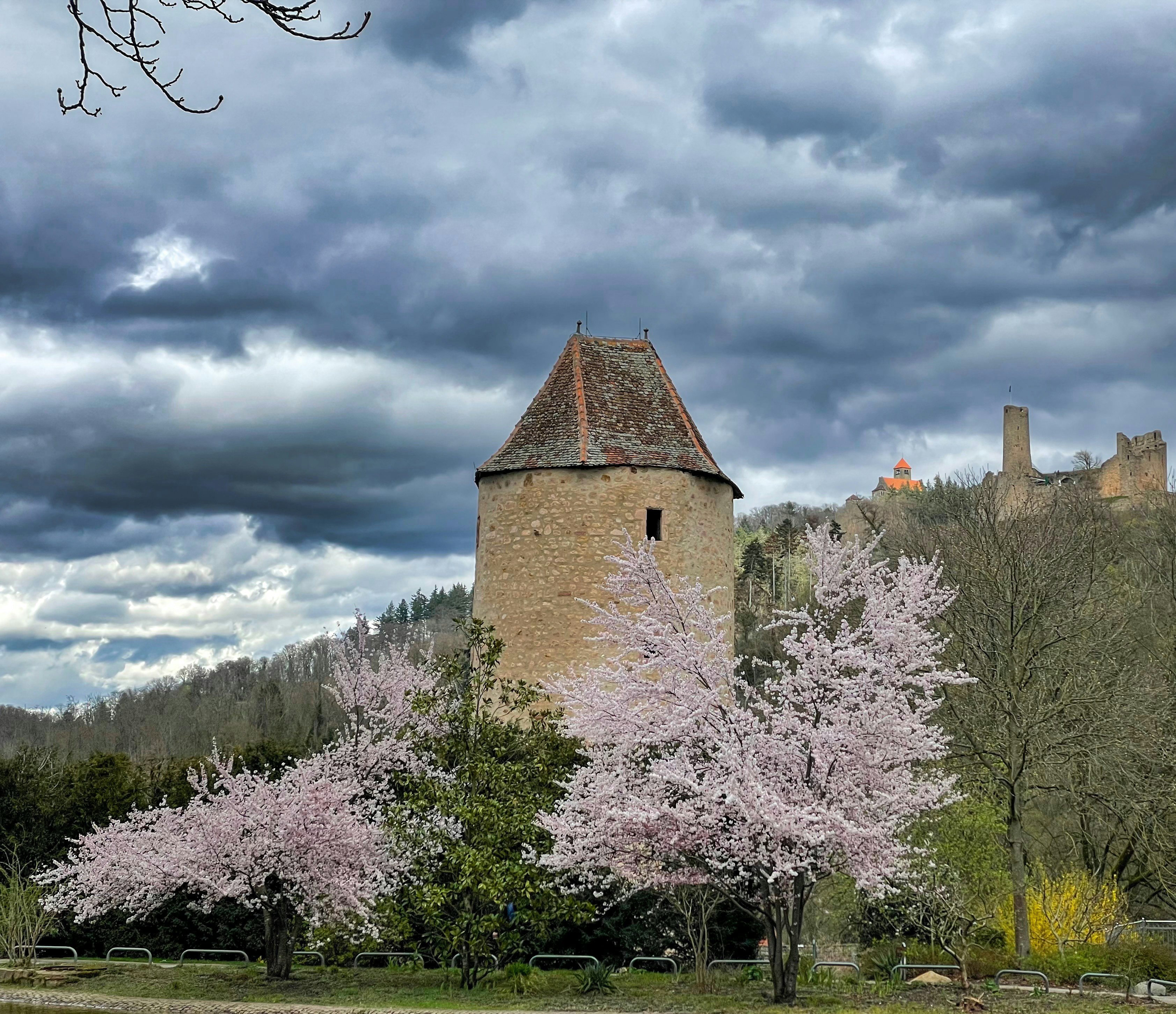Cherry Blossom Sentinel: A Medieval Tower Framed by Spring Skies
