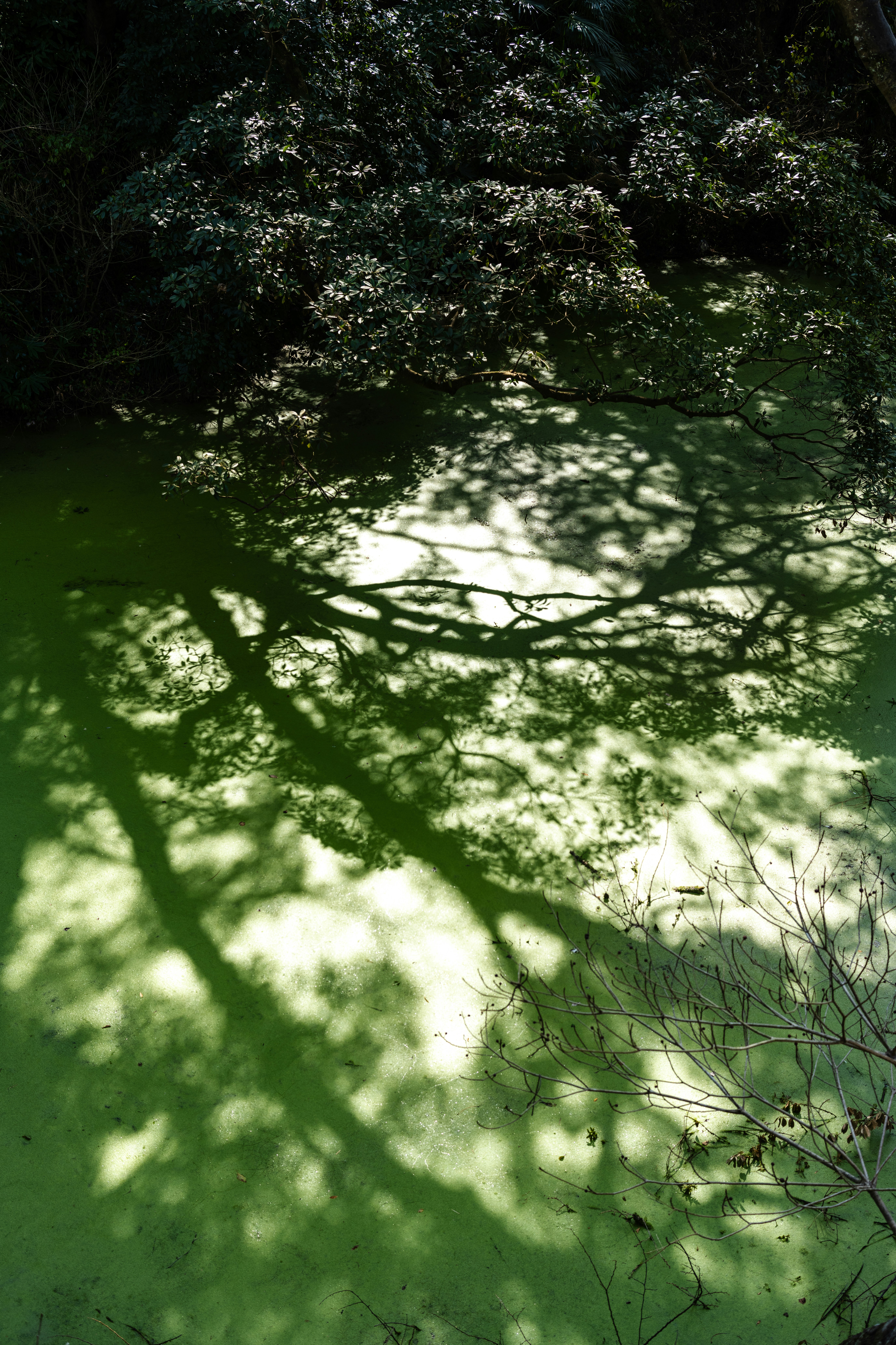 Verdant Echoes: Canopy Shadows on a Sunlit Green Pond