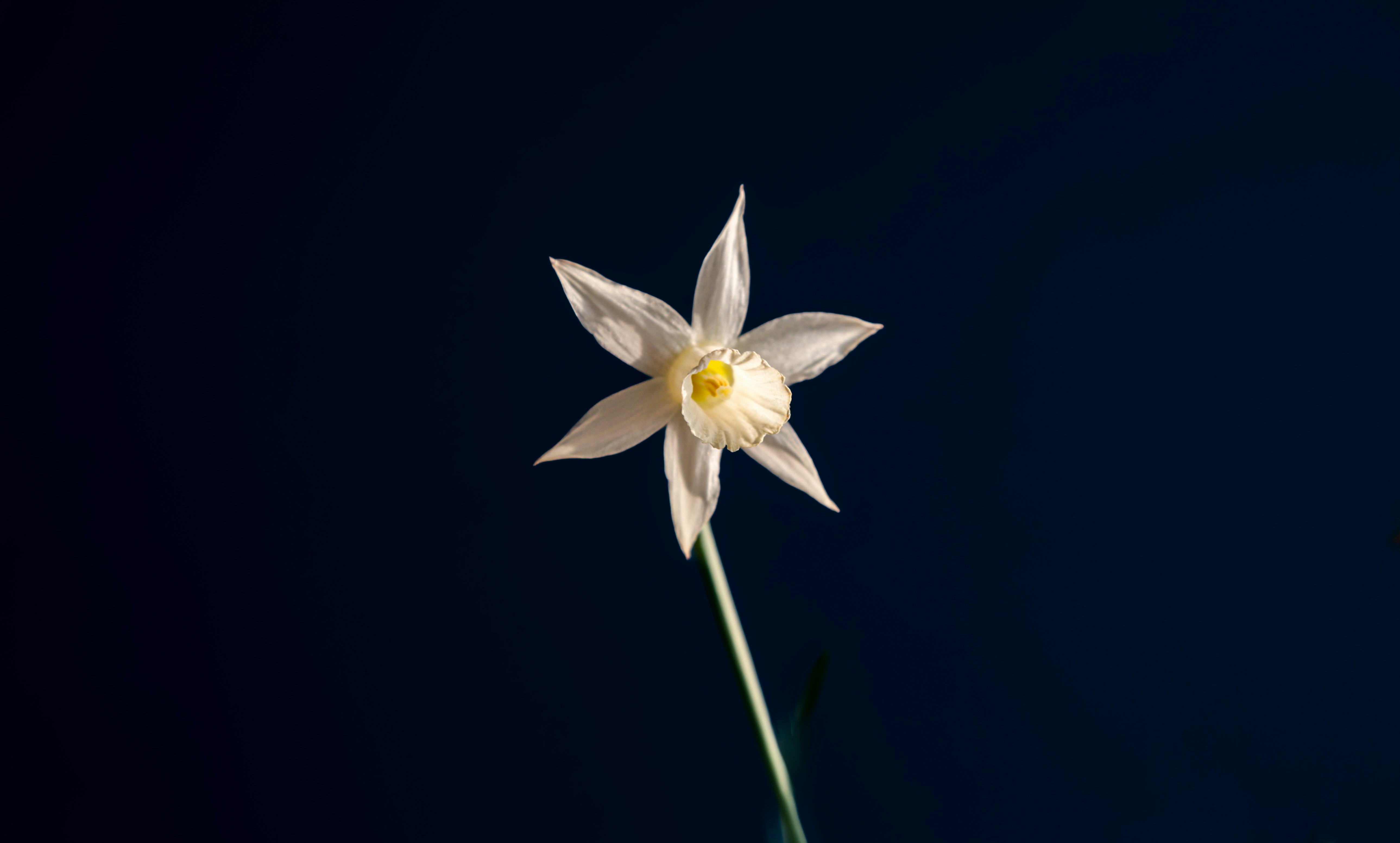 A single white daffodil, known as Narcissus, blooms against a dark background, its delicate petals and distinct trumpet-shaped corona creating a striking contrast that embodies the purity and renewal of spring.