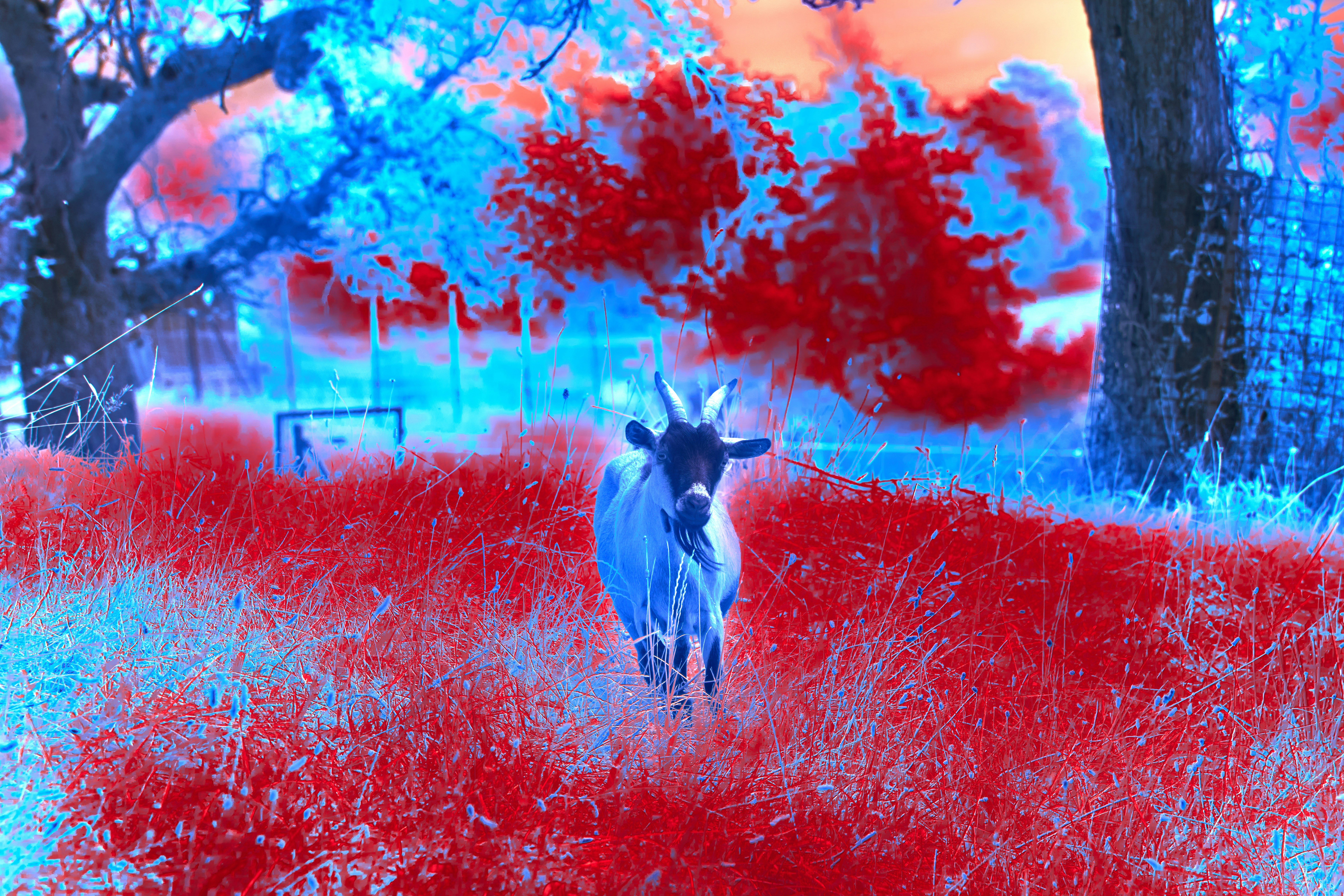A painting of a cow in a field of red grass photo – Free Forest Image ...
