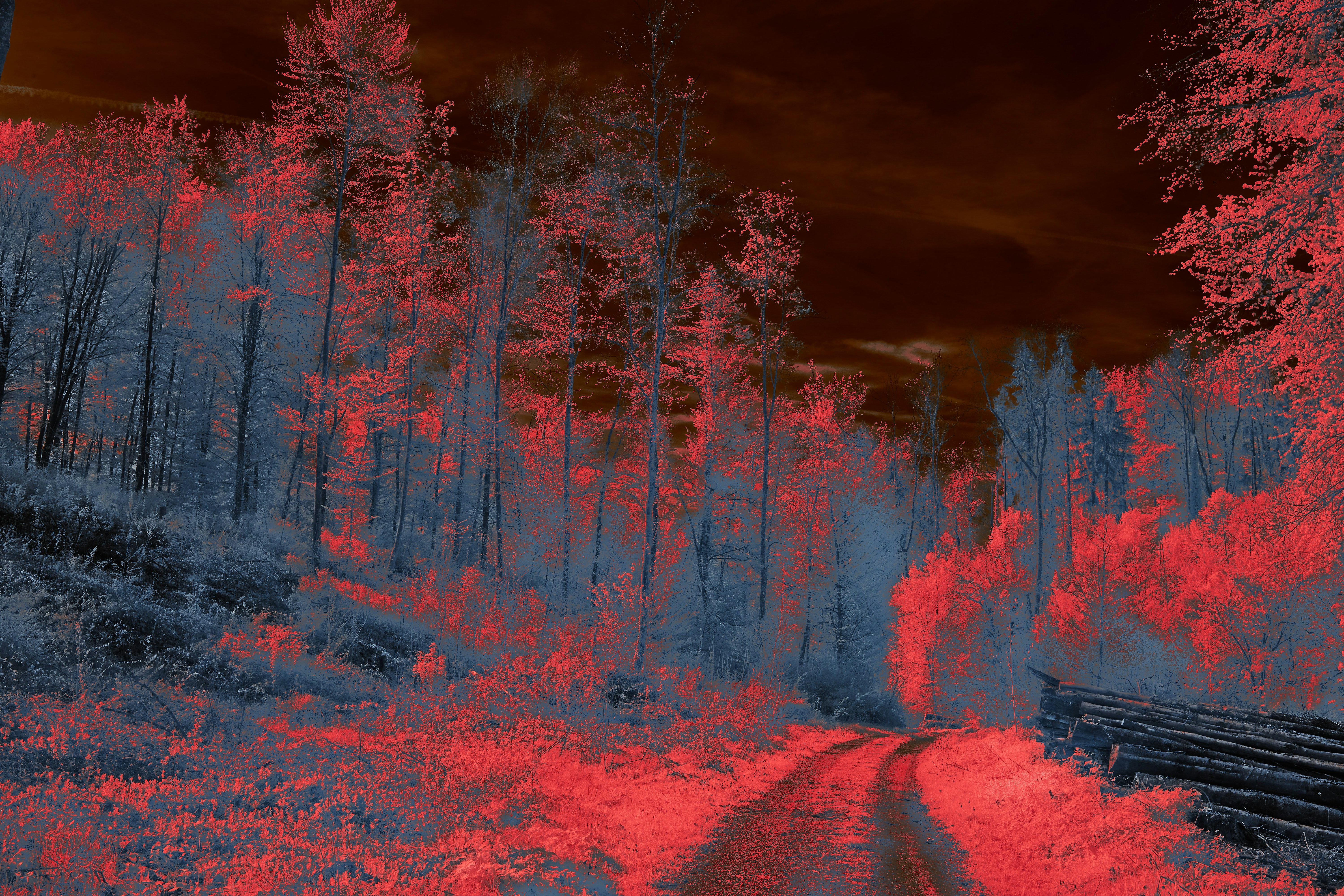 Une image infrarouge d’une route dans les bois photo – Photo La nature ...