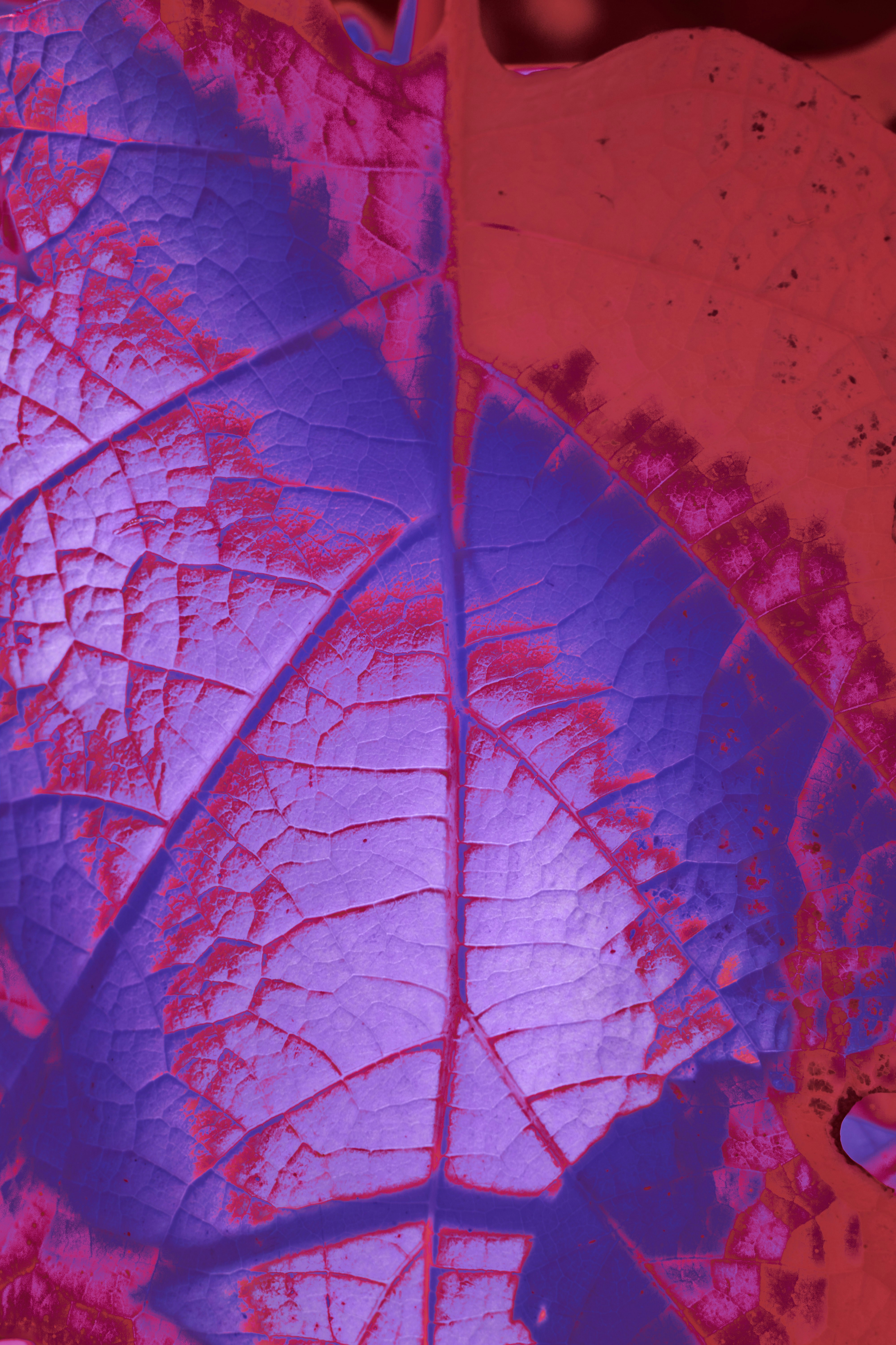 Viridescent Vein: A Leaf's Neon Map