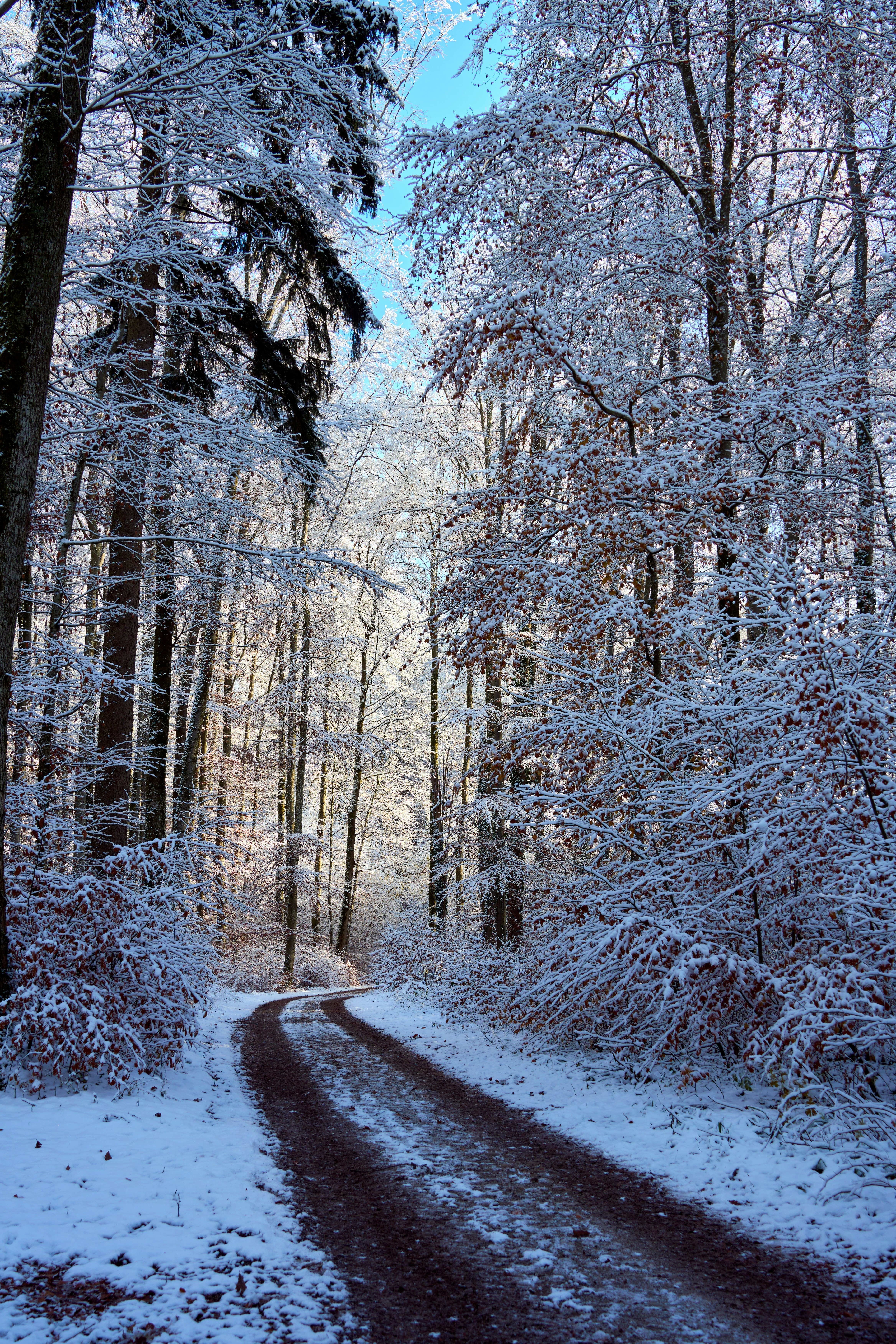 A snow covered road in the middle of a forest photo – Free Forest Image ...