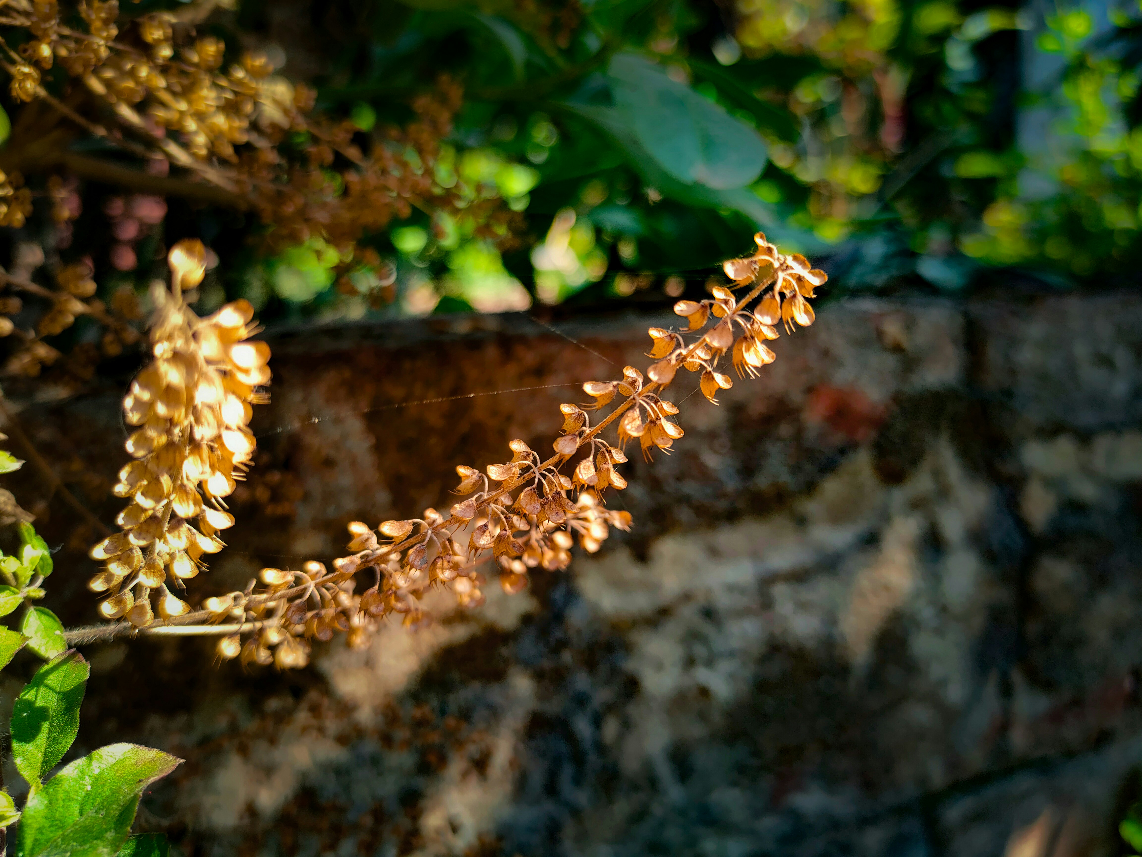 Dried amber flower spikes arch toward a weathered brick wall, with a soft background blur.