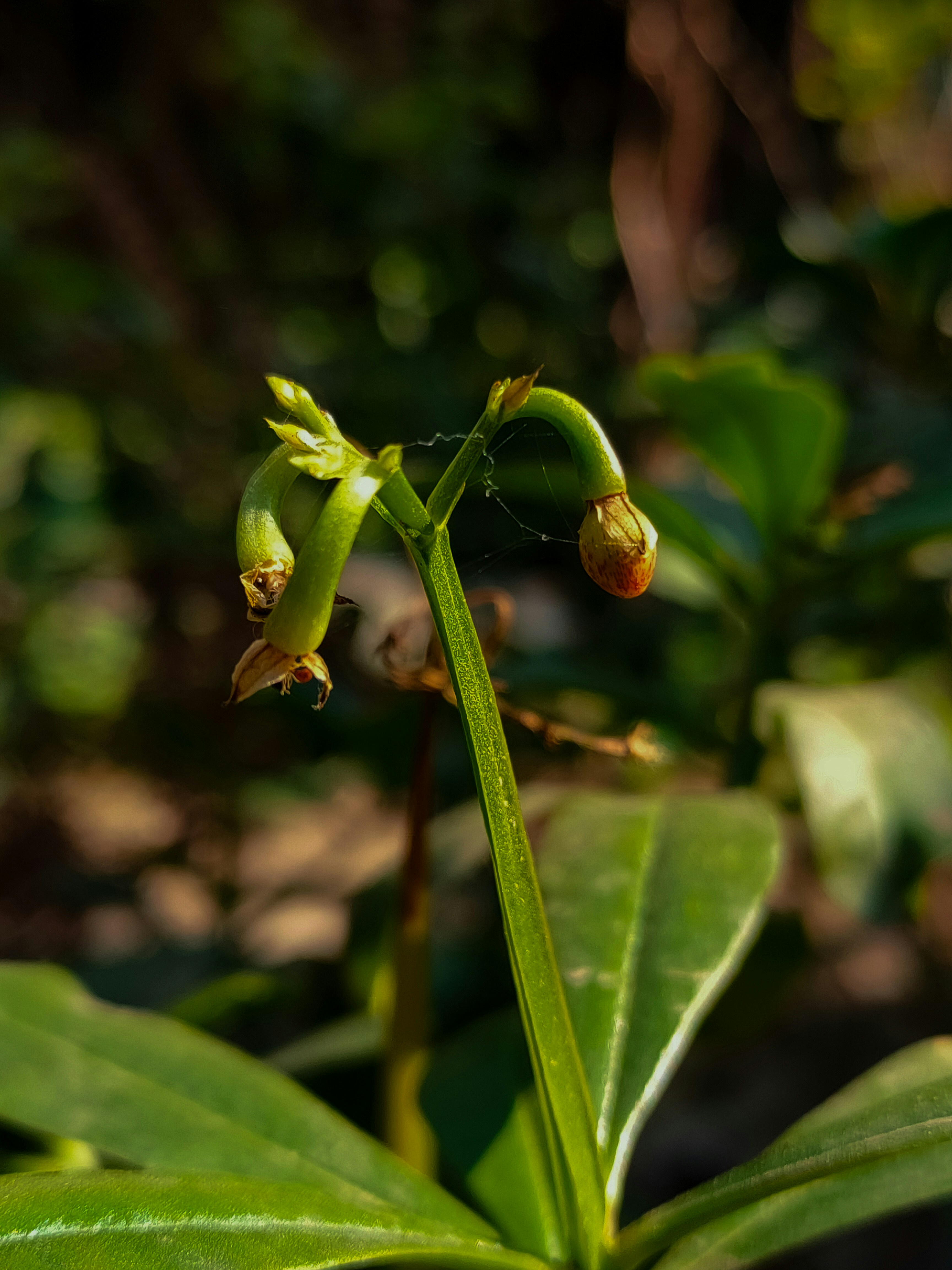 Macro photograph of a green plant stem with curling buds against a softly blurred background. It highlights natural texture and the vibrant greens of the foliage.