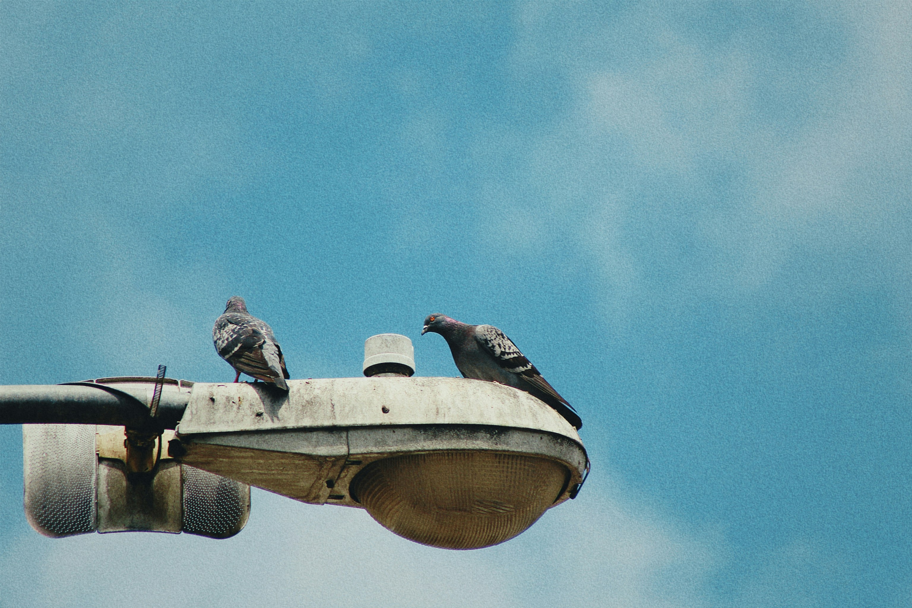 A couple of birds sitting on top of a street light photo – Free Animal ...