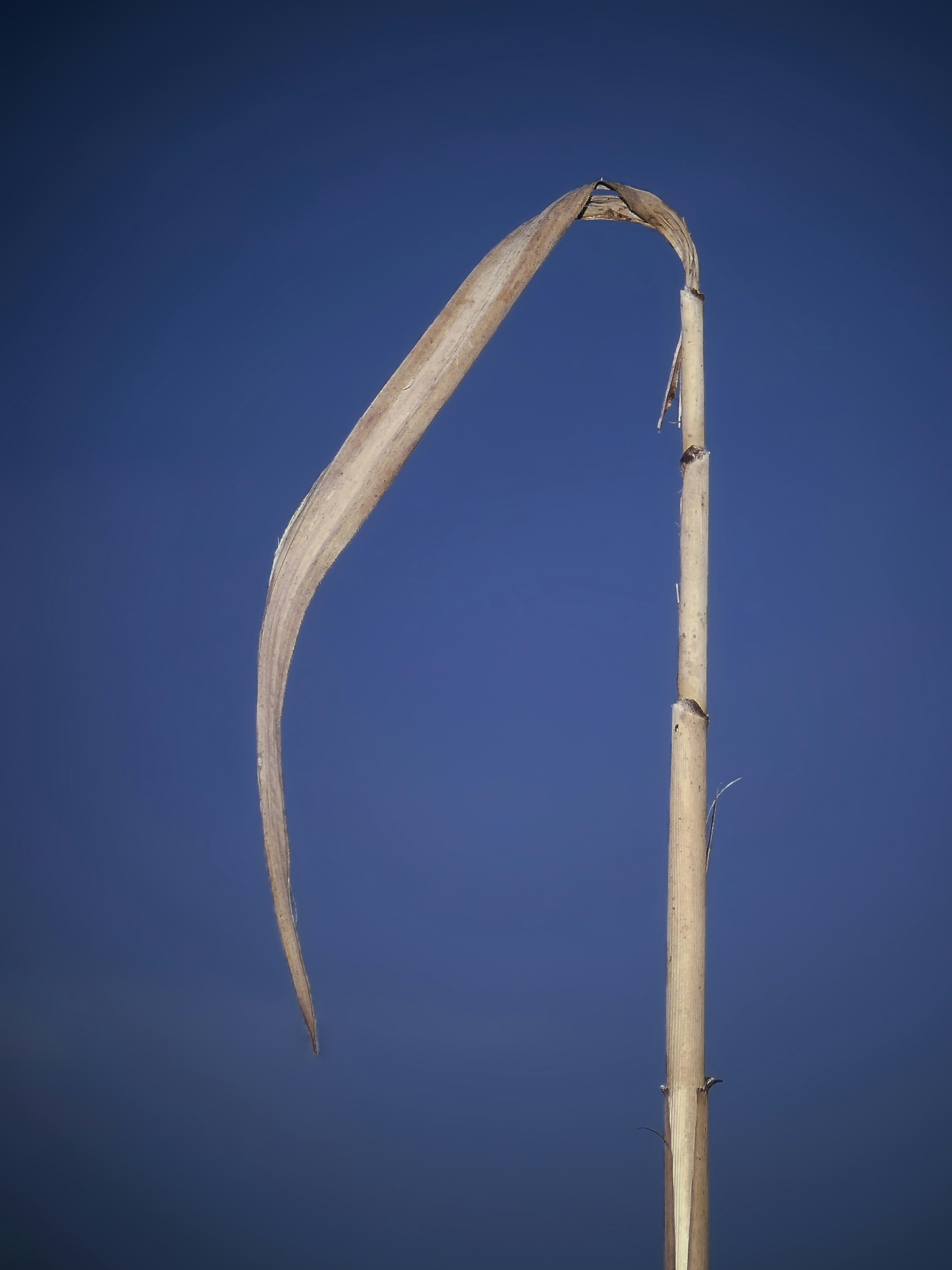 Transience - dried sedge from last summer against a blue sky