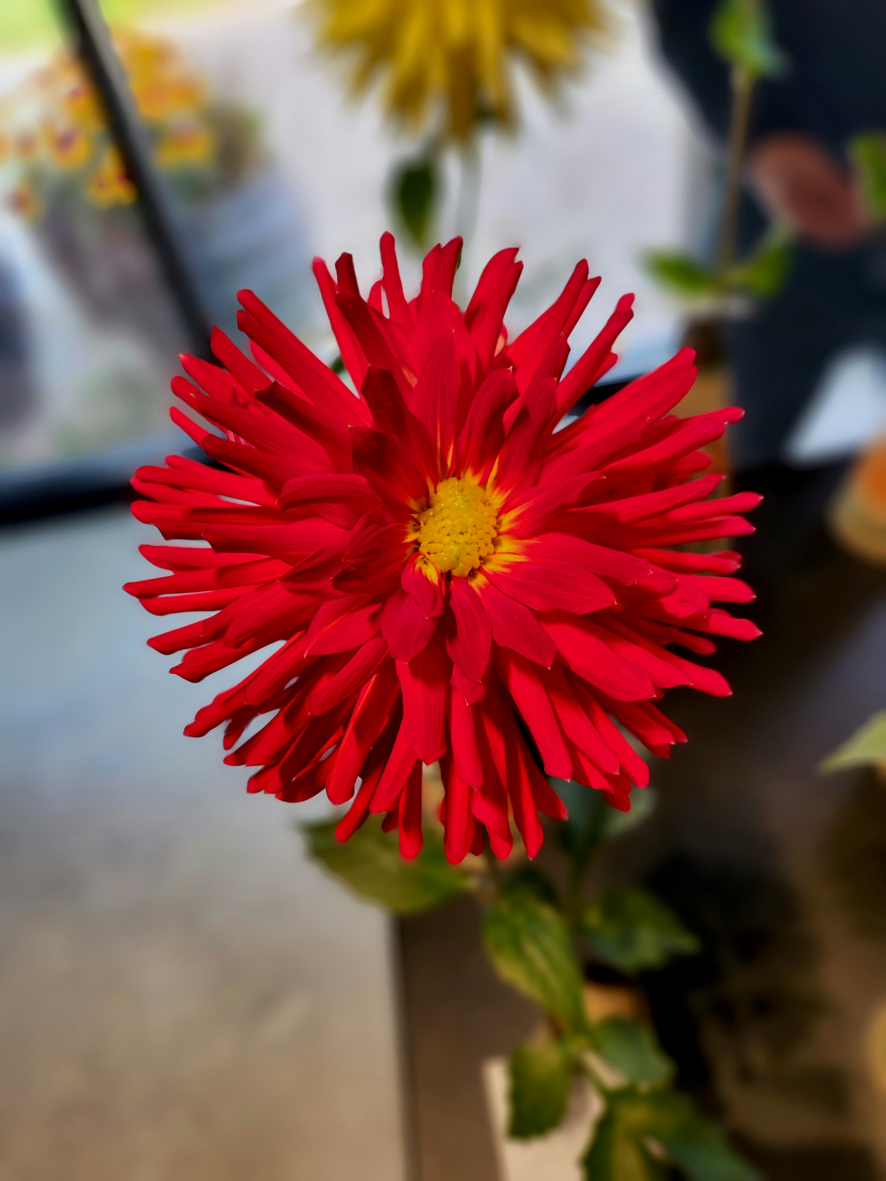 Crimson Chrysanthemum: Bold Bloom in Soft-Focus Scene