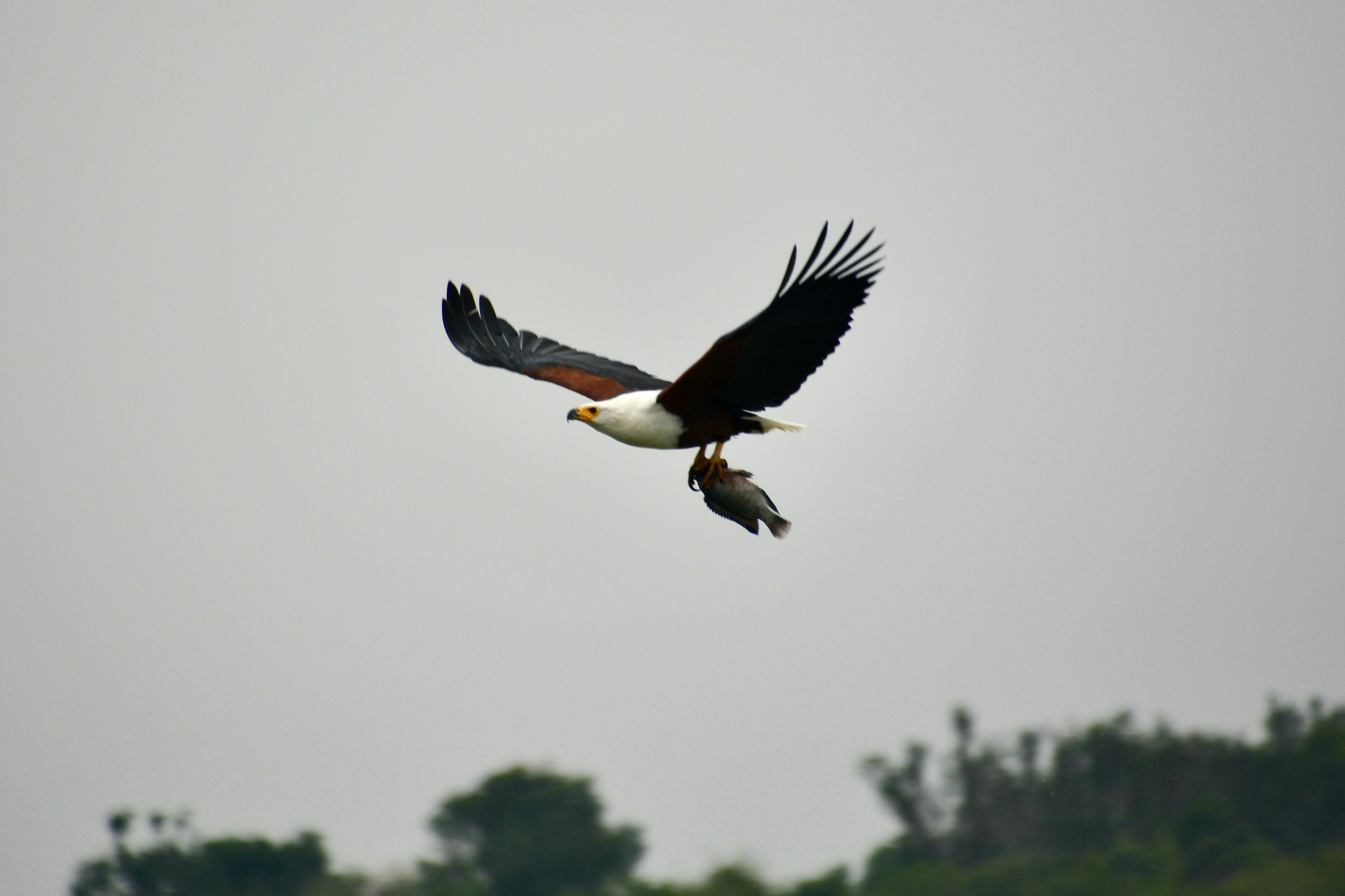 30,000+ Eagle Soaring Pictures | Download Free Images on Unsplash