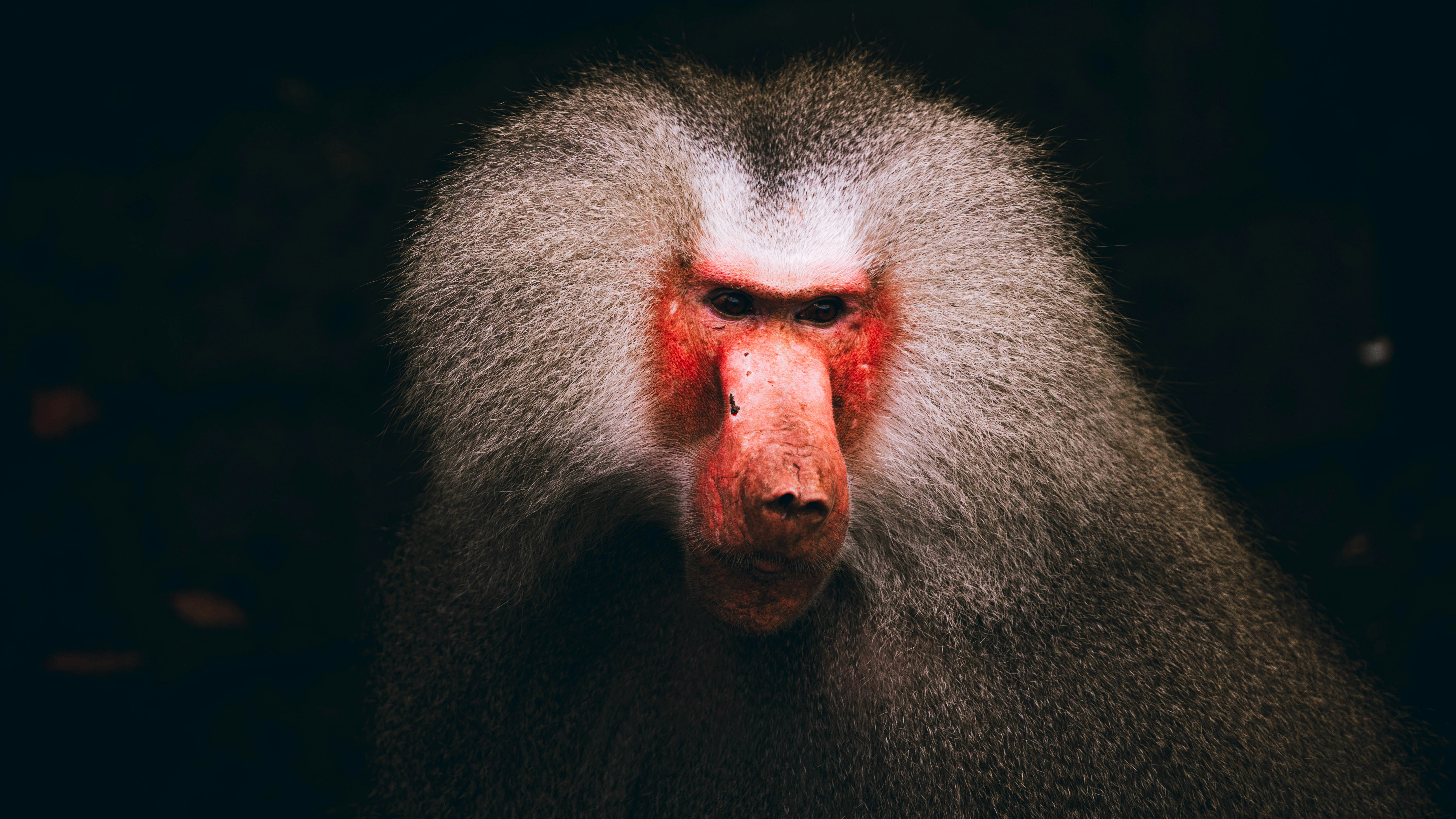 A close up of a baboon's face with a red spot on photo – Free Animal ...