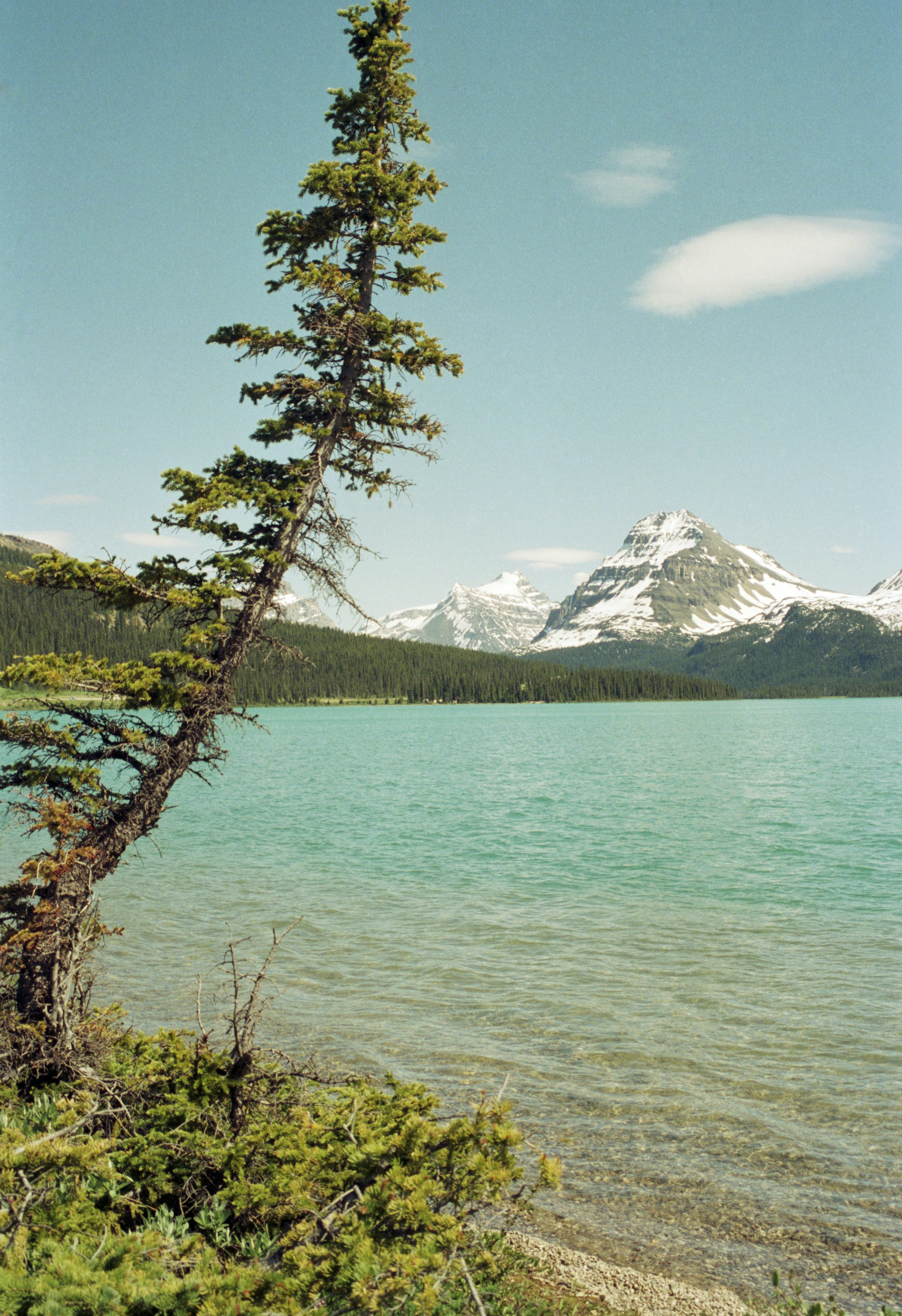 Bow Lake is one of the lakes that line the Icefields Parkway in Banff National Park