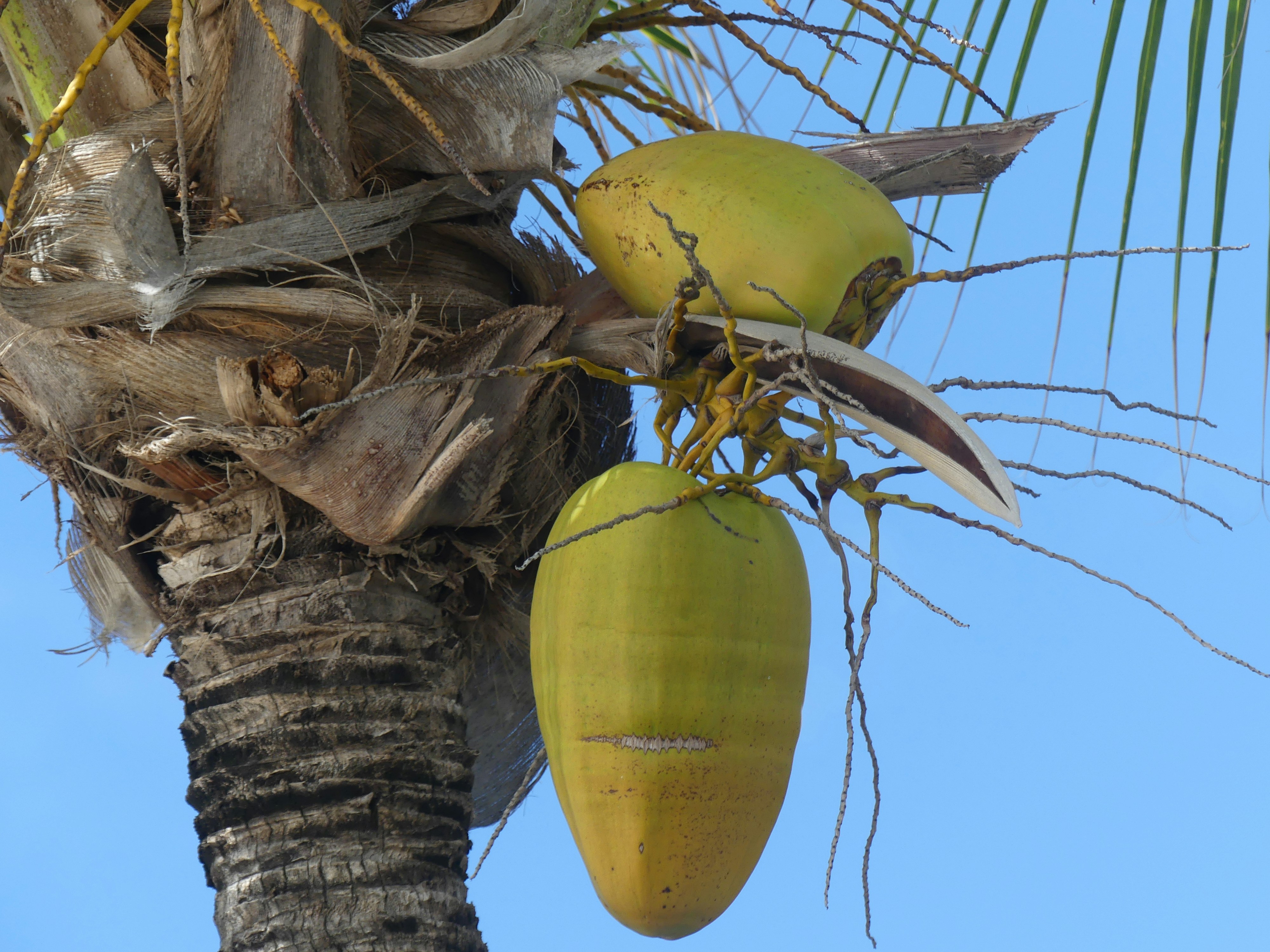 Coconut Pendant on a Palm Against a Clear Blue Sky