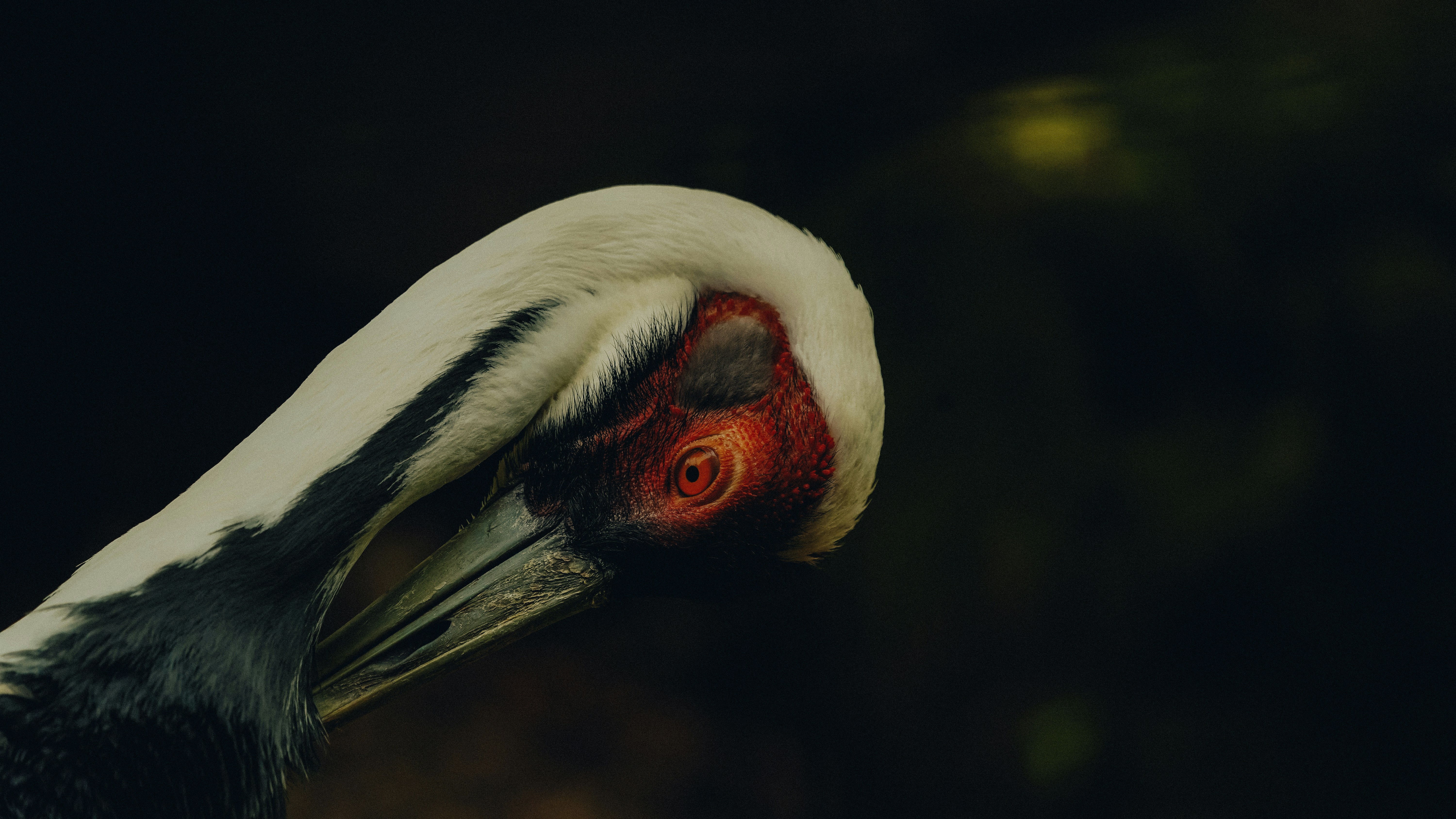 Shadowed Gaze: Close-Up of a White-Headed Bird with Red Facial Patch