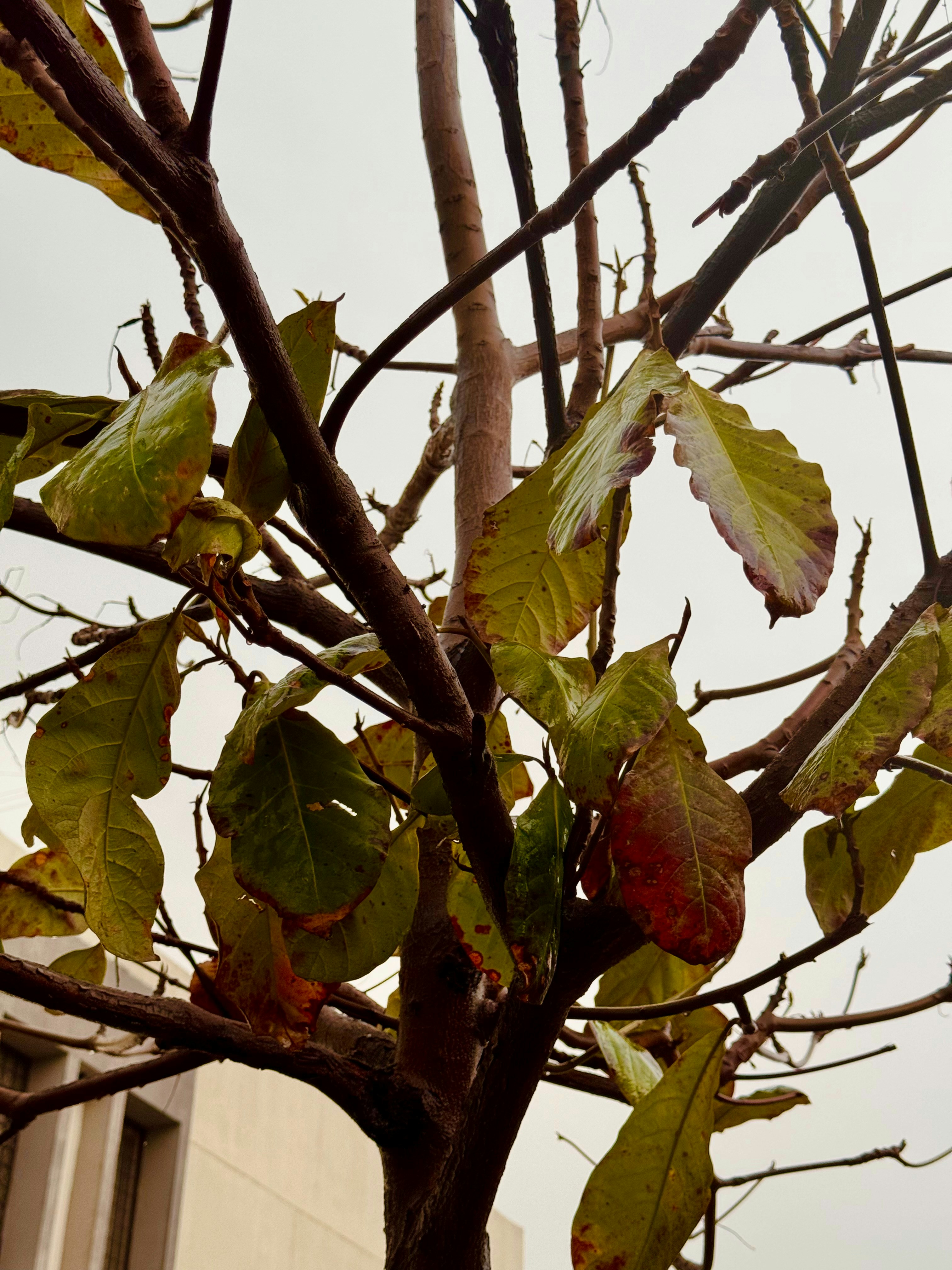 Urban Arbor Network: Leaves and Branches Intertwined Against a Soft Sky